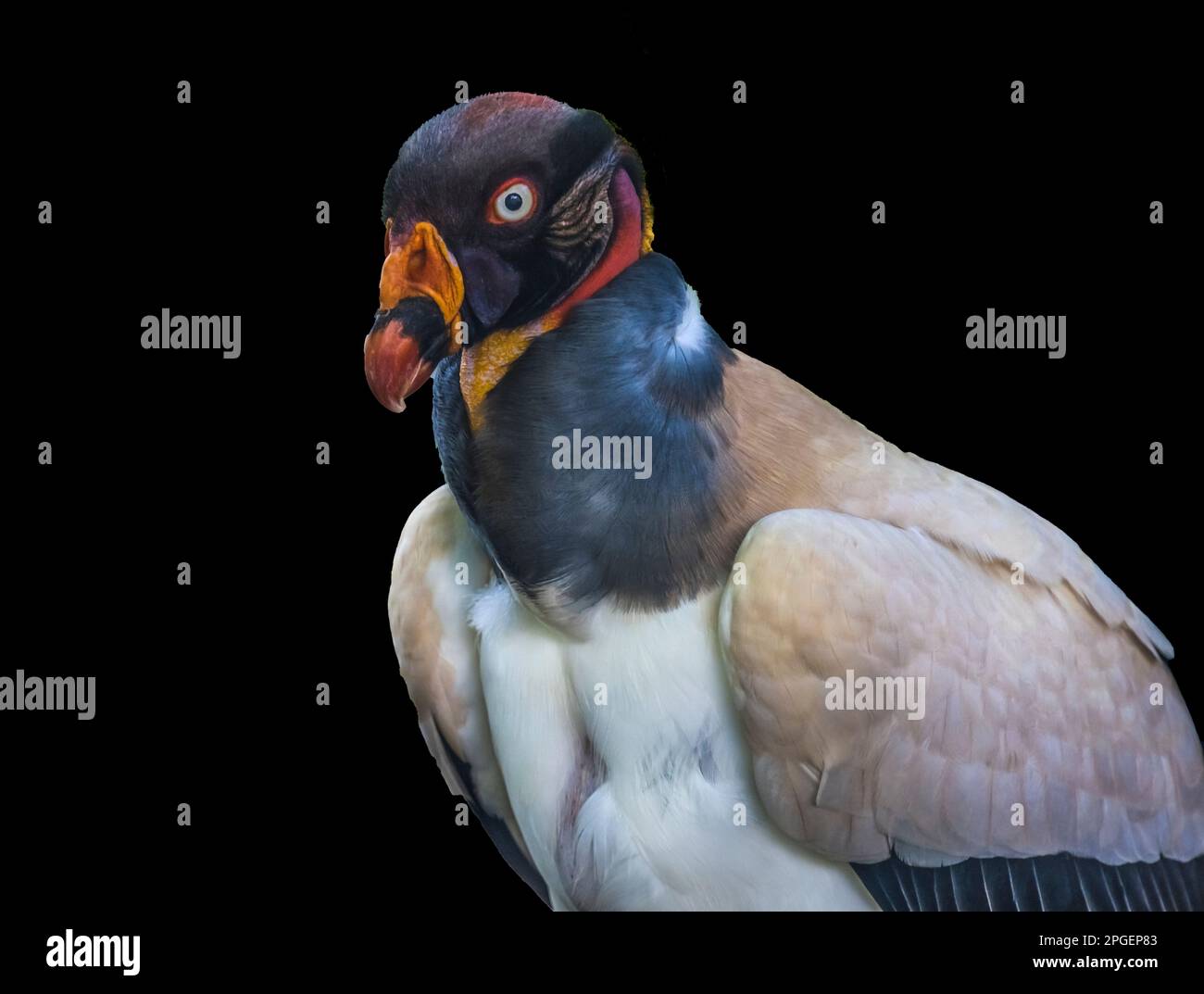 Colorful Red Orange White King Vulture Bird Raptor Sarcoramphus Papa in ...