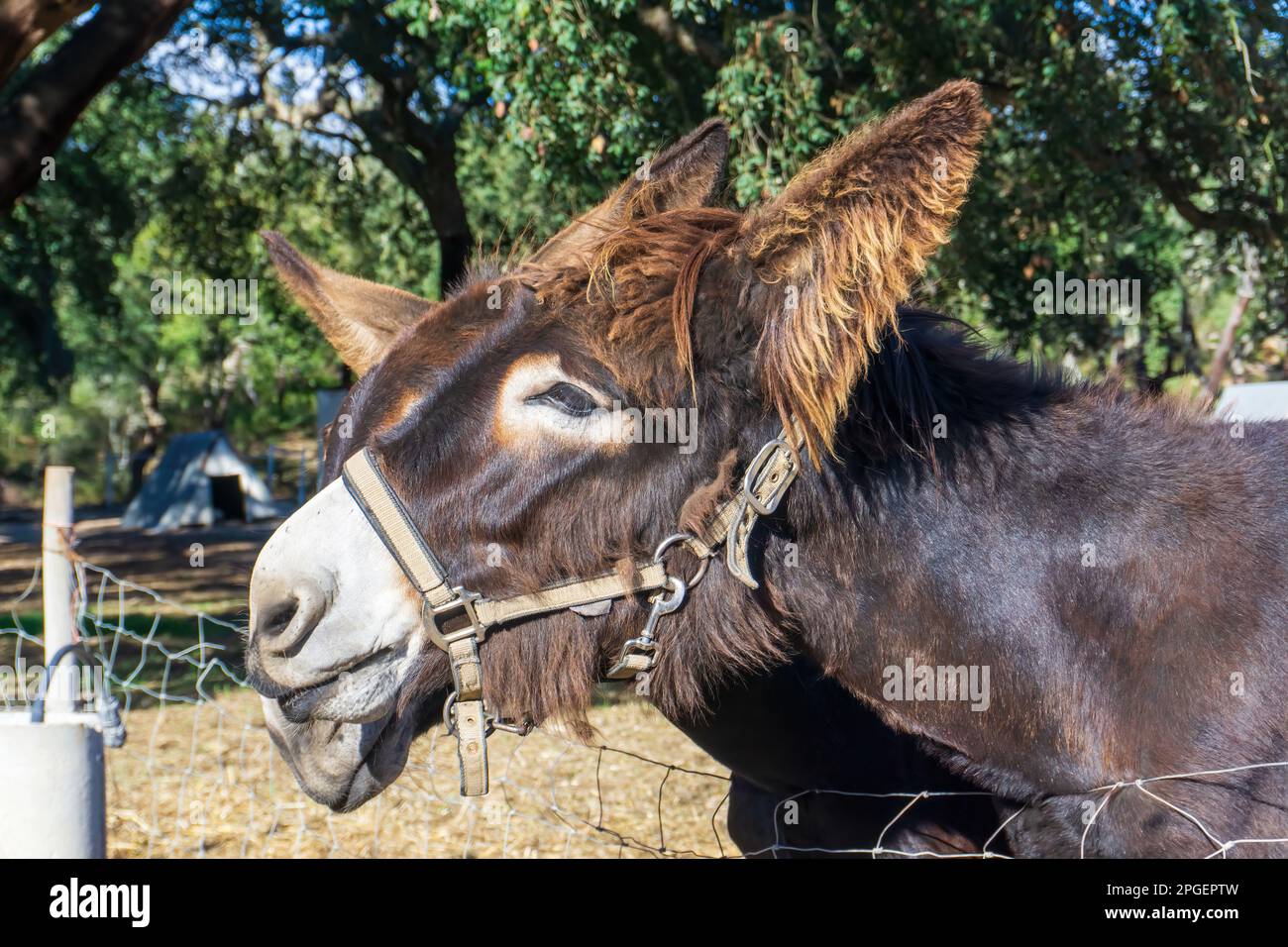 Donkey portret hi-res stock photography and images - Alamy