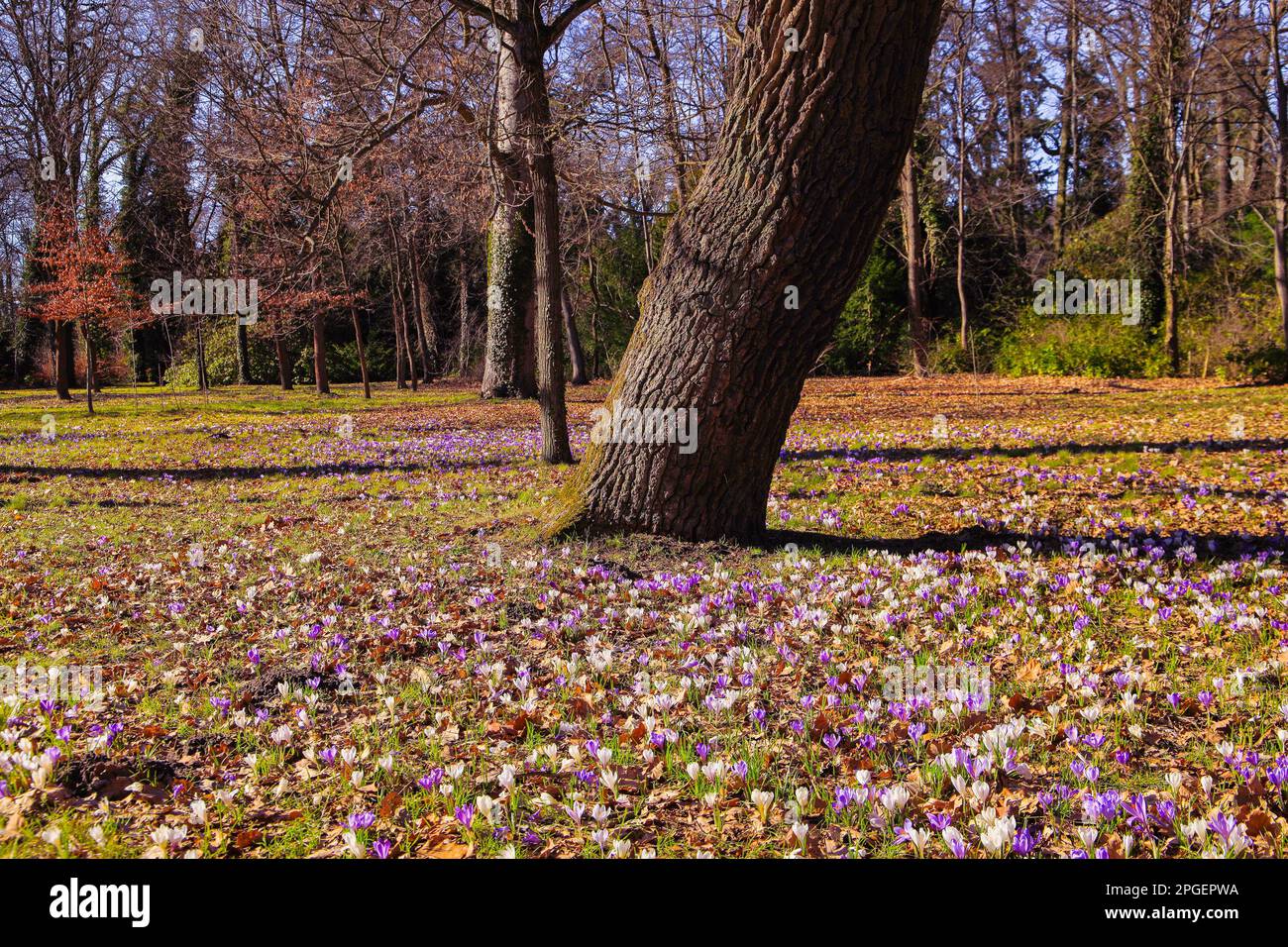 A crocus meadow with an old tree in a park Stock Photo - Alamy
