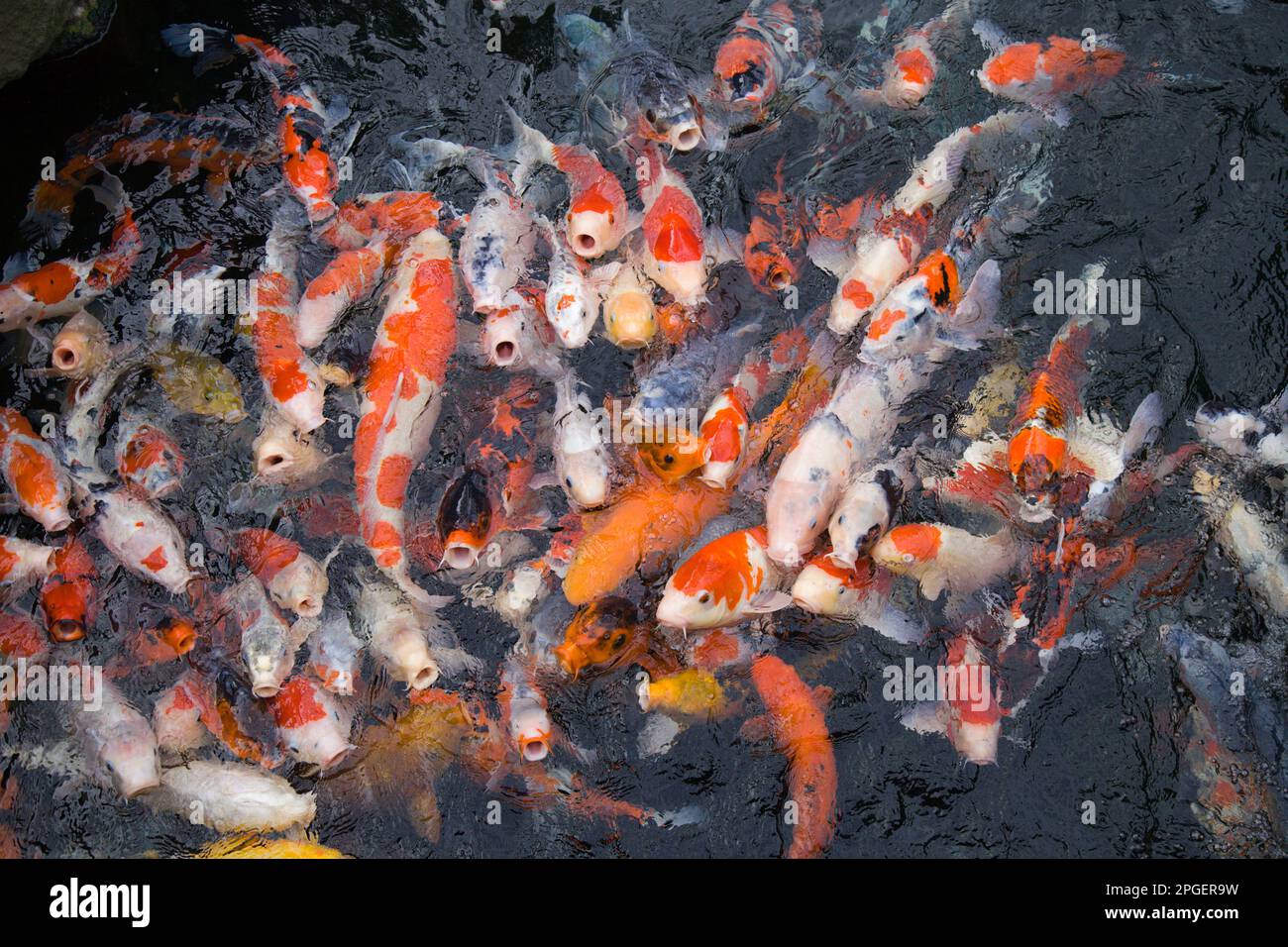 Koi, decorative Amur carp, Asakusa, Tokyo, Japan Stock Photo - Alamy