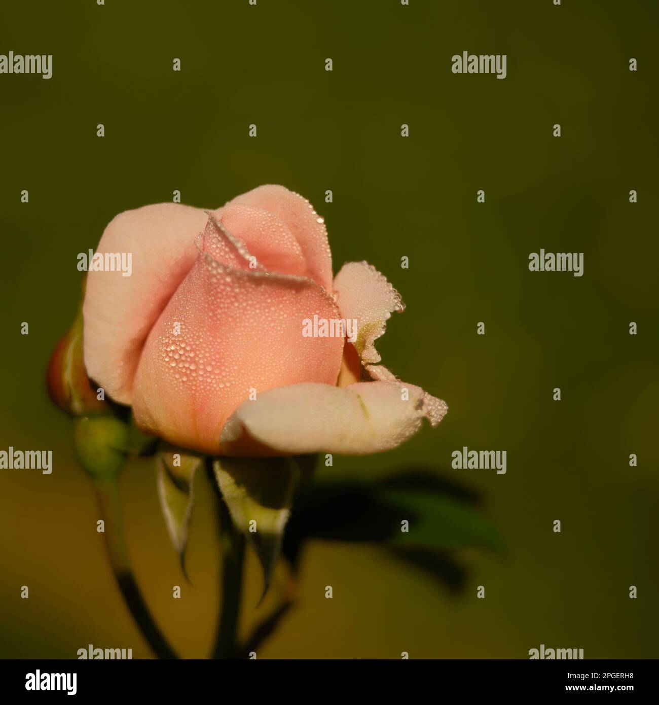 Roses with water droplets Stock Photo - Alamy