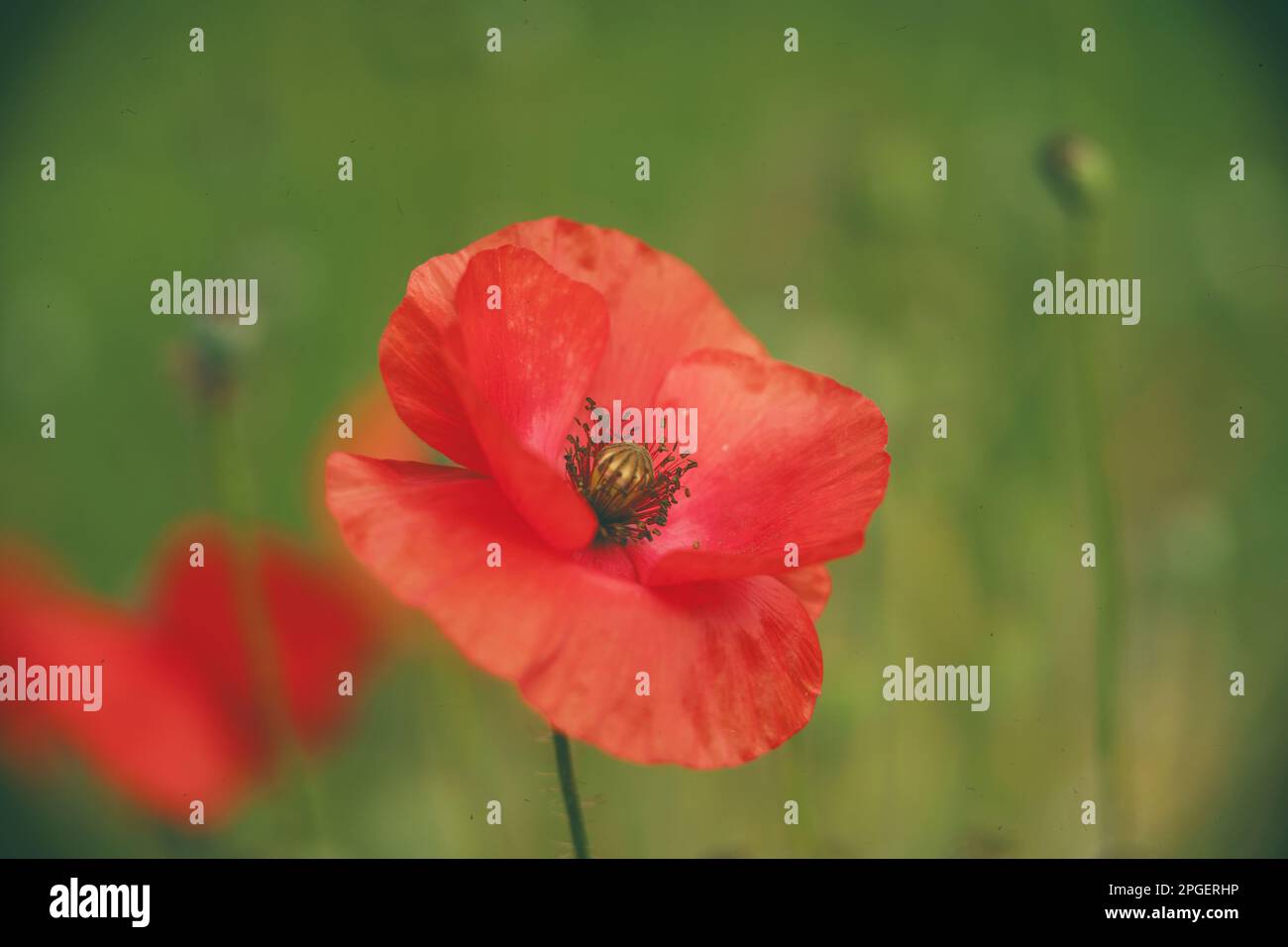 Corn poppies painting hi-res stock photography and images - Alamy