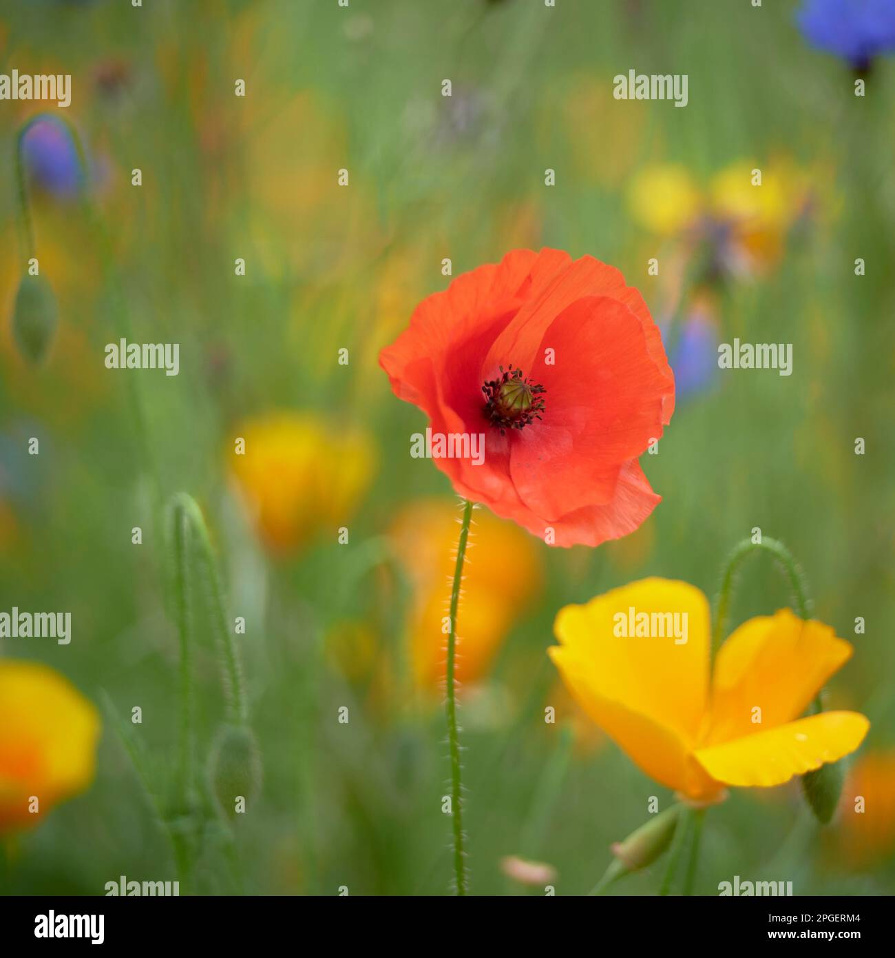 Corn poppies painting hi-res stock photography and images - Alamy