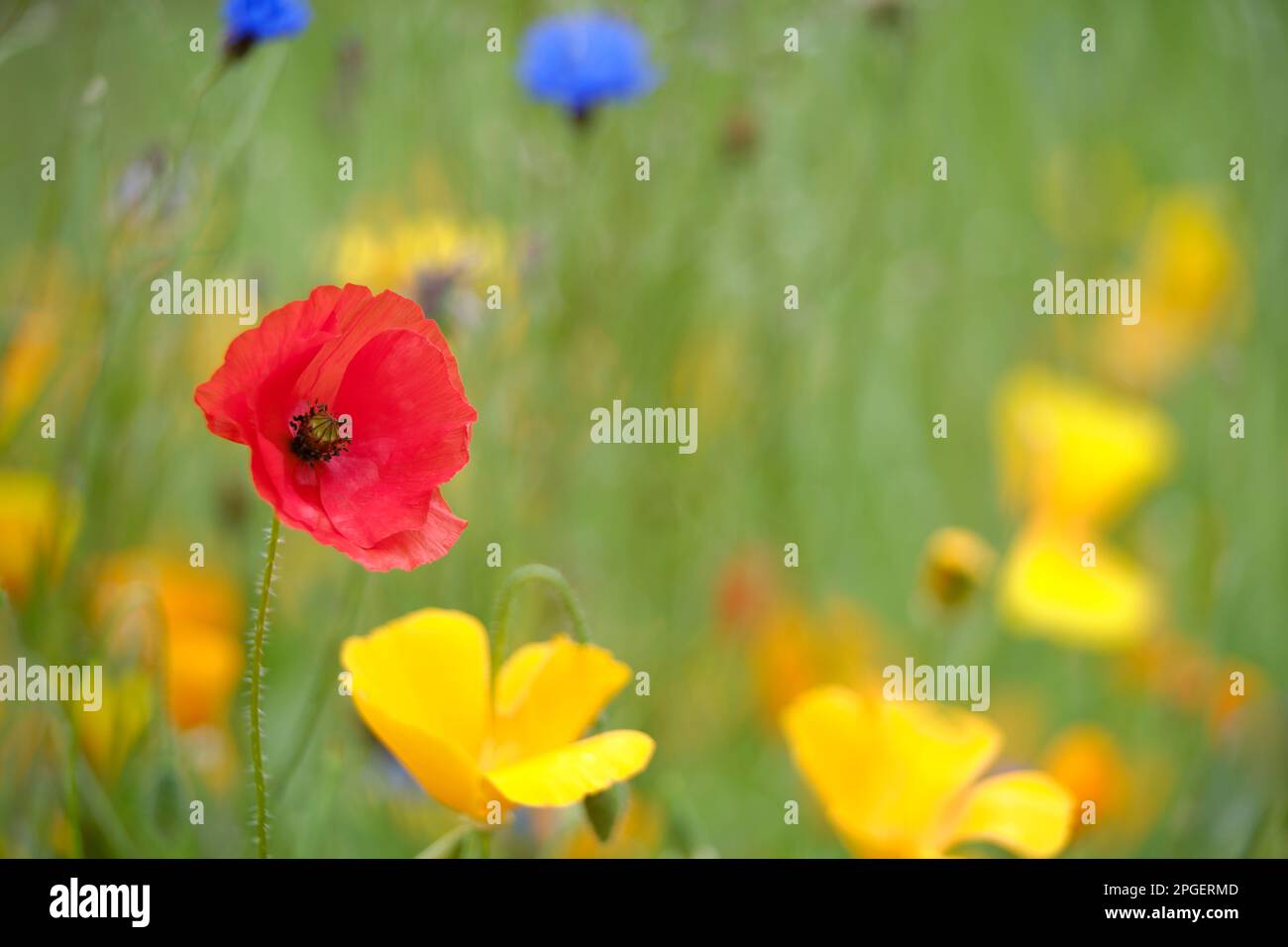 Corn poppies painting hi-res stock photography and images - Alamy