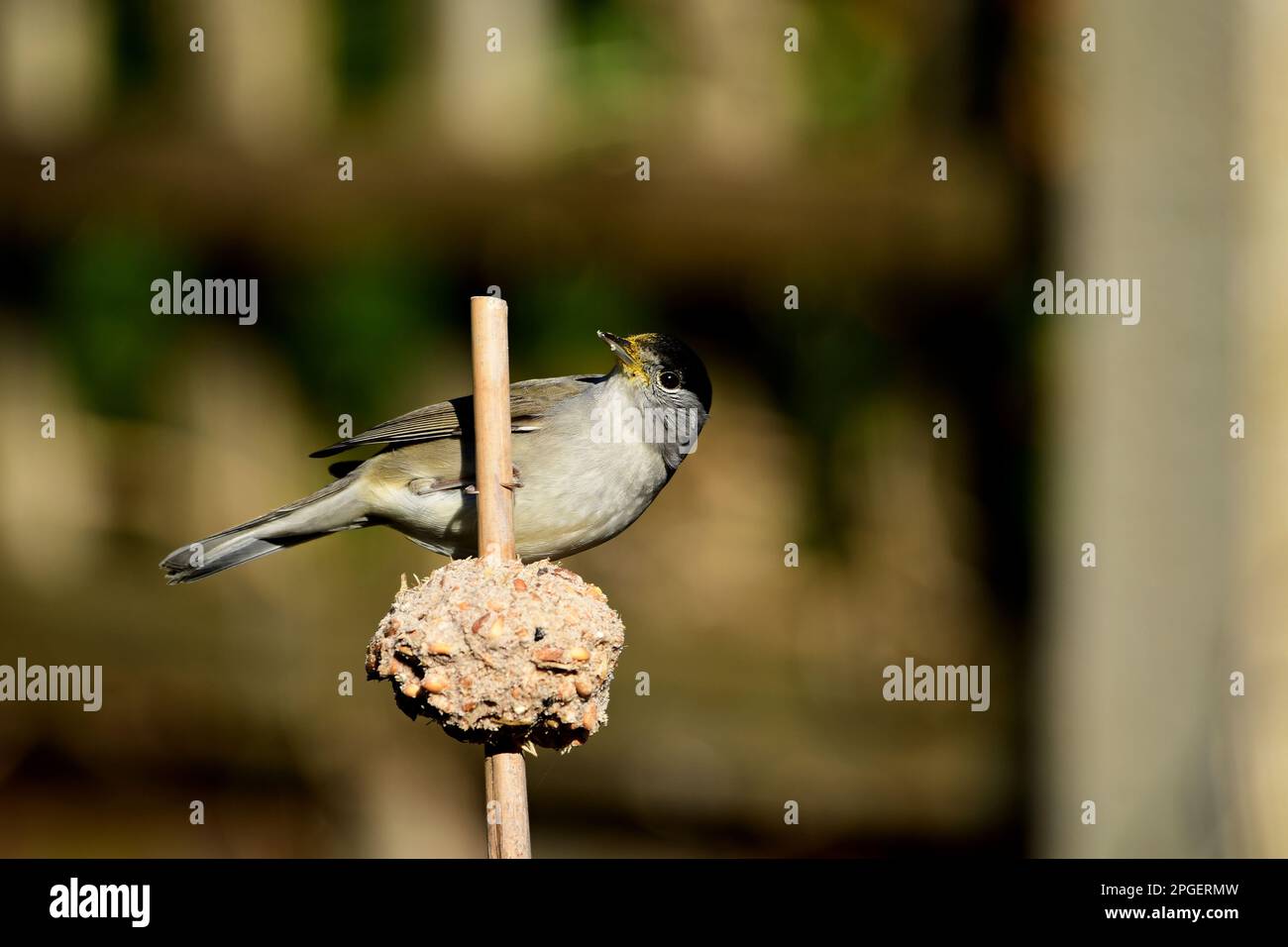 Black cap bird hi-res stock photography and images - Alamy