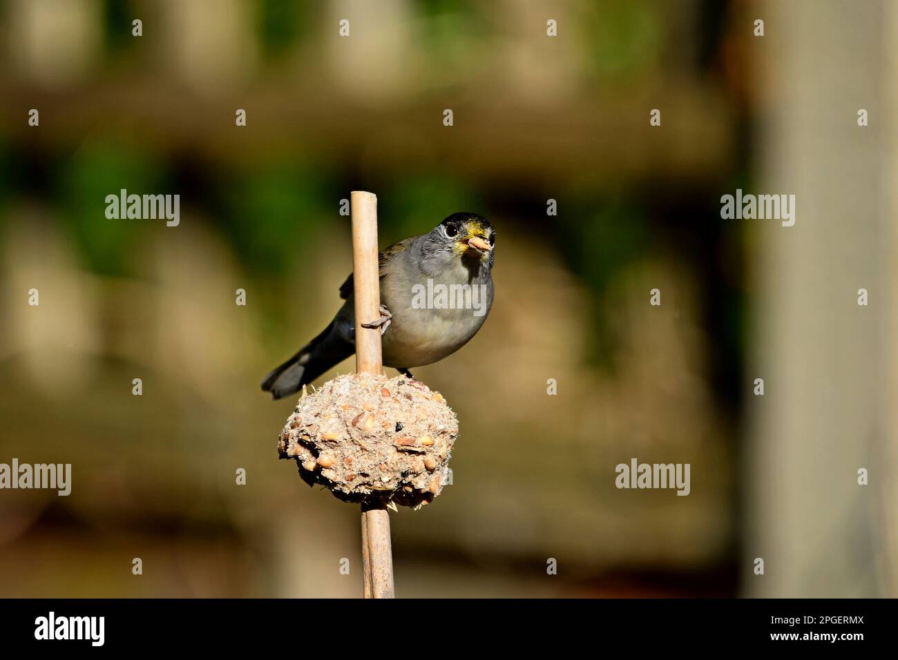 Black cap bird hi-res stock photography and images - Alamy