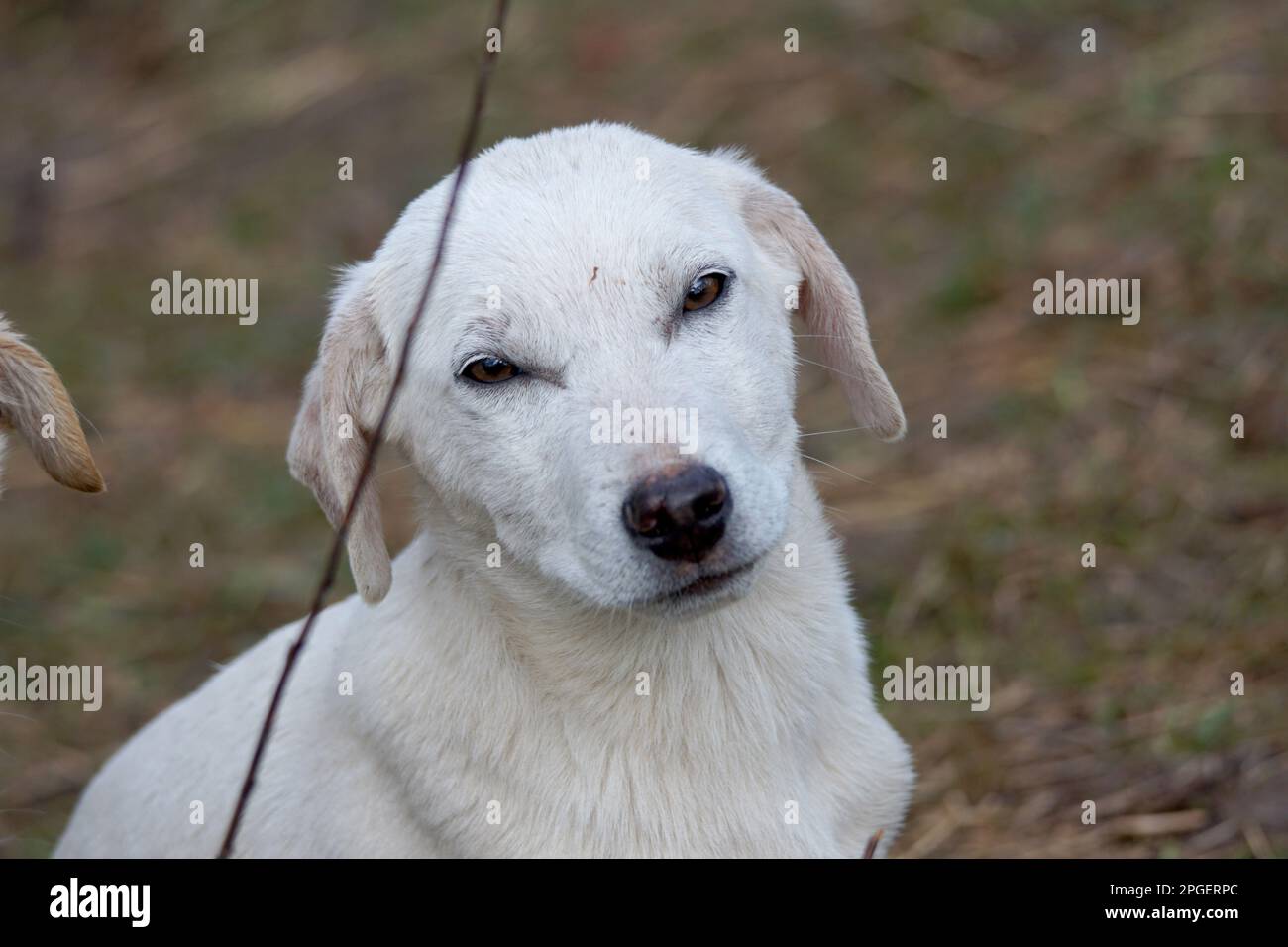 Stray and poor dog in the field, beautiful homeless animals banner ...
