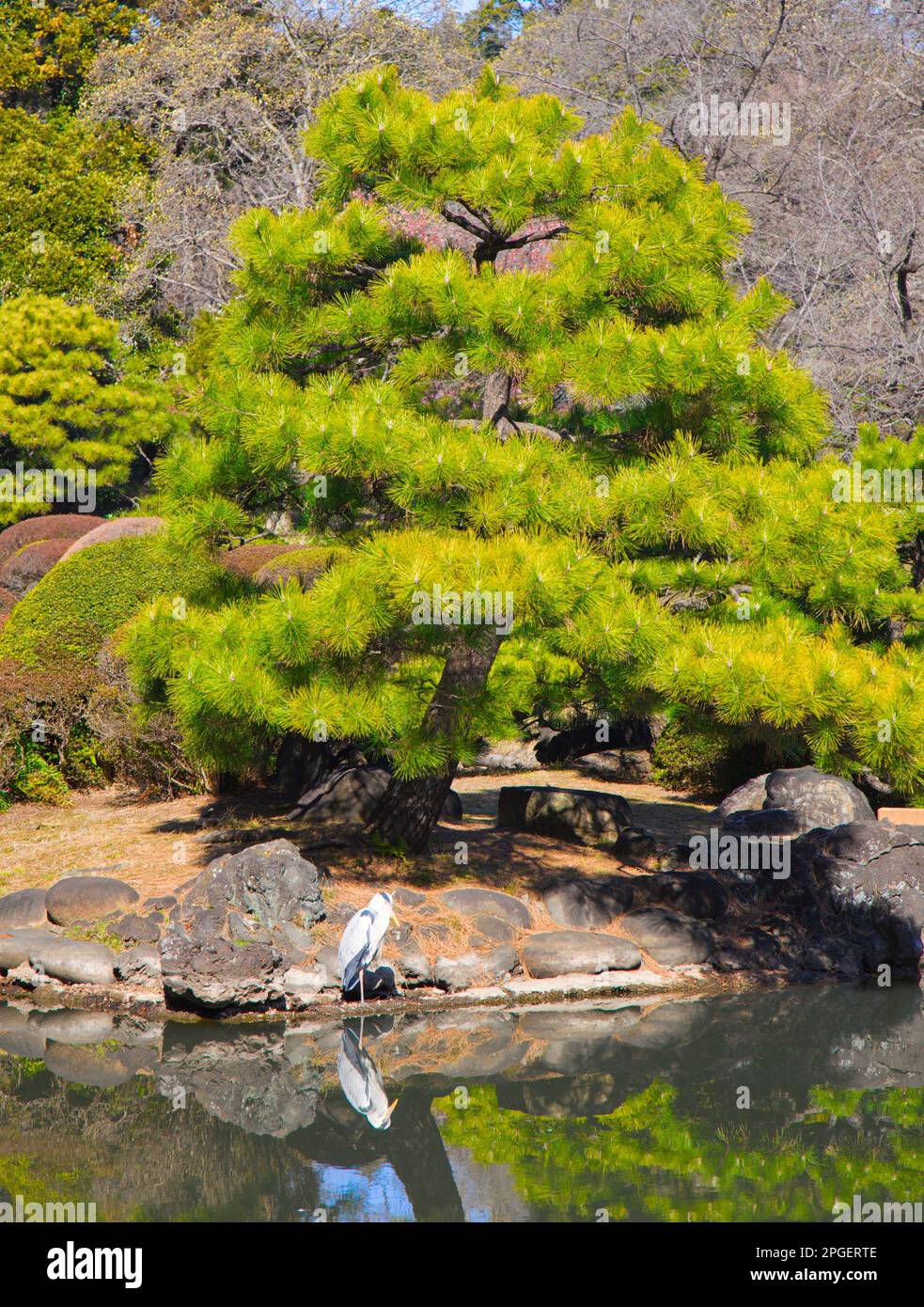 Shinjuku gyoen park japan hi-res stock photography and images - Alamy
