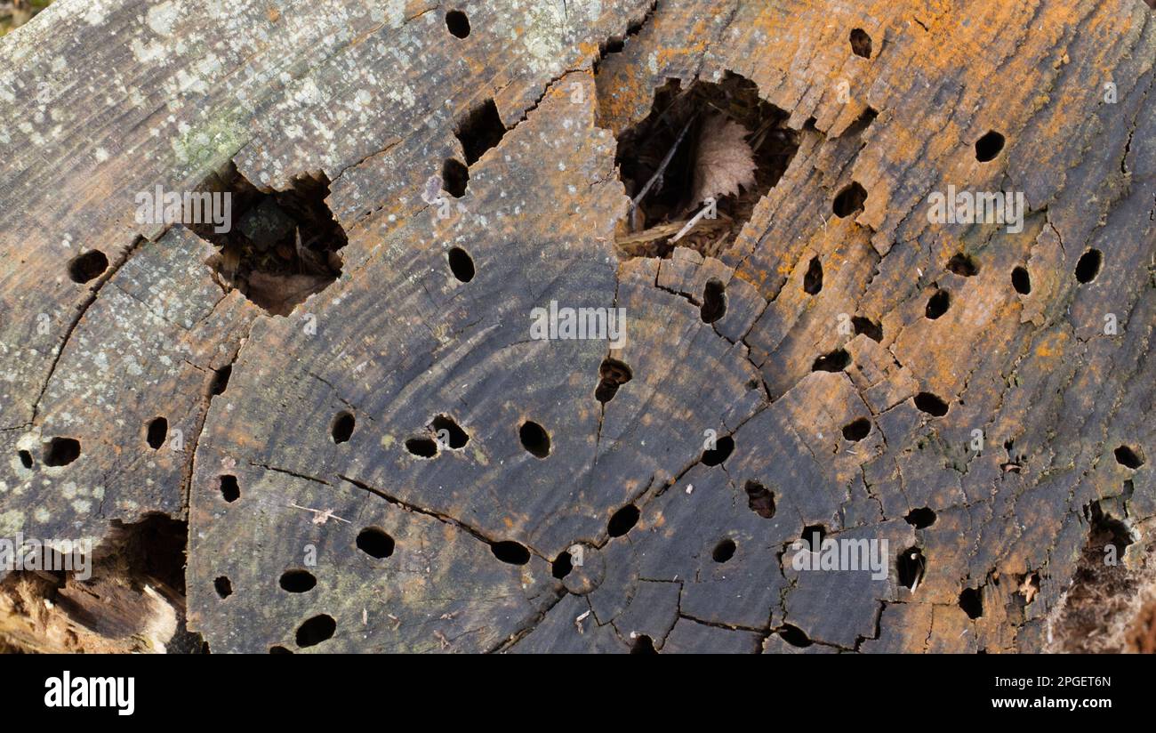 Random holes pattern hi-res stock photography and images - Alamy