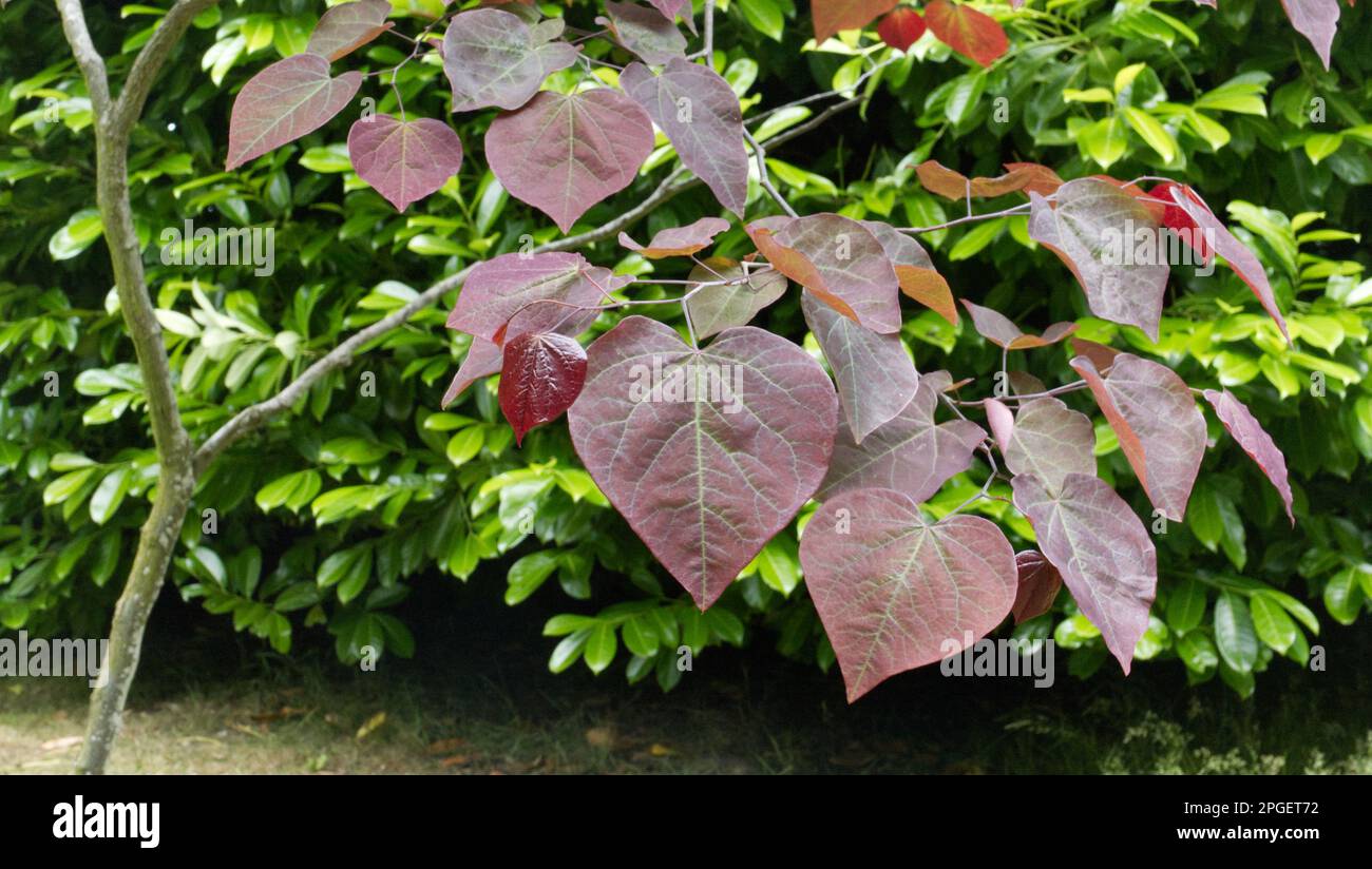 Judas tree cercis siliquastrum branches hi-res stock photography and ...
