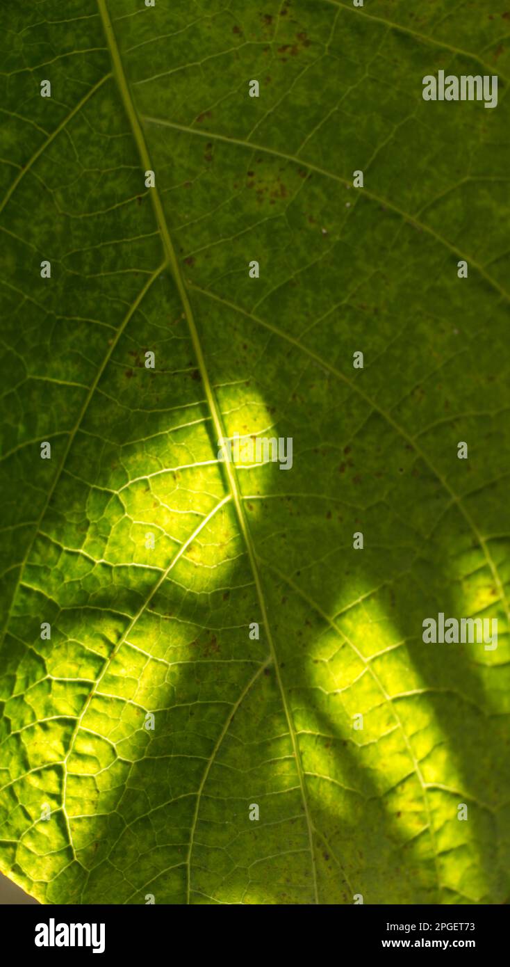 Close up shadow on the surface of a leaf Stock Photo - Alamy