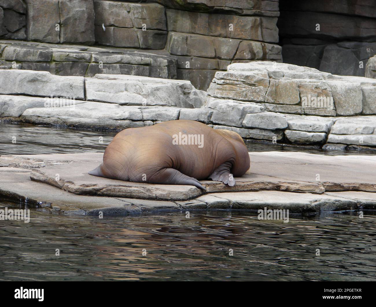 A sea lion basking in the sun on a rock in the ocean Stock Photo - Alamy