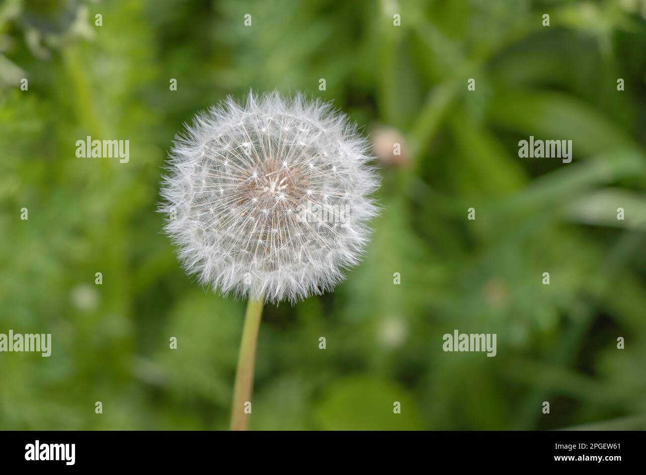 Dandelion cap hi-res stock photography and images - Alamy