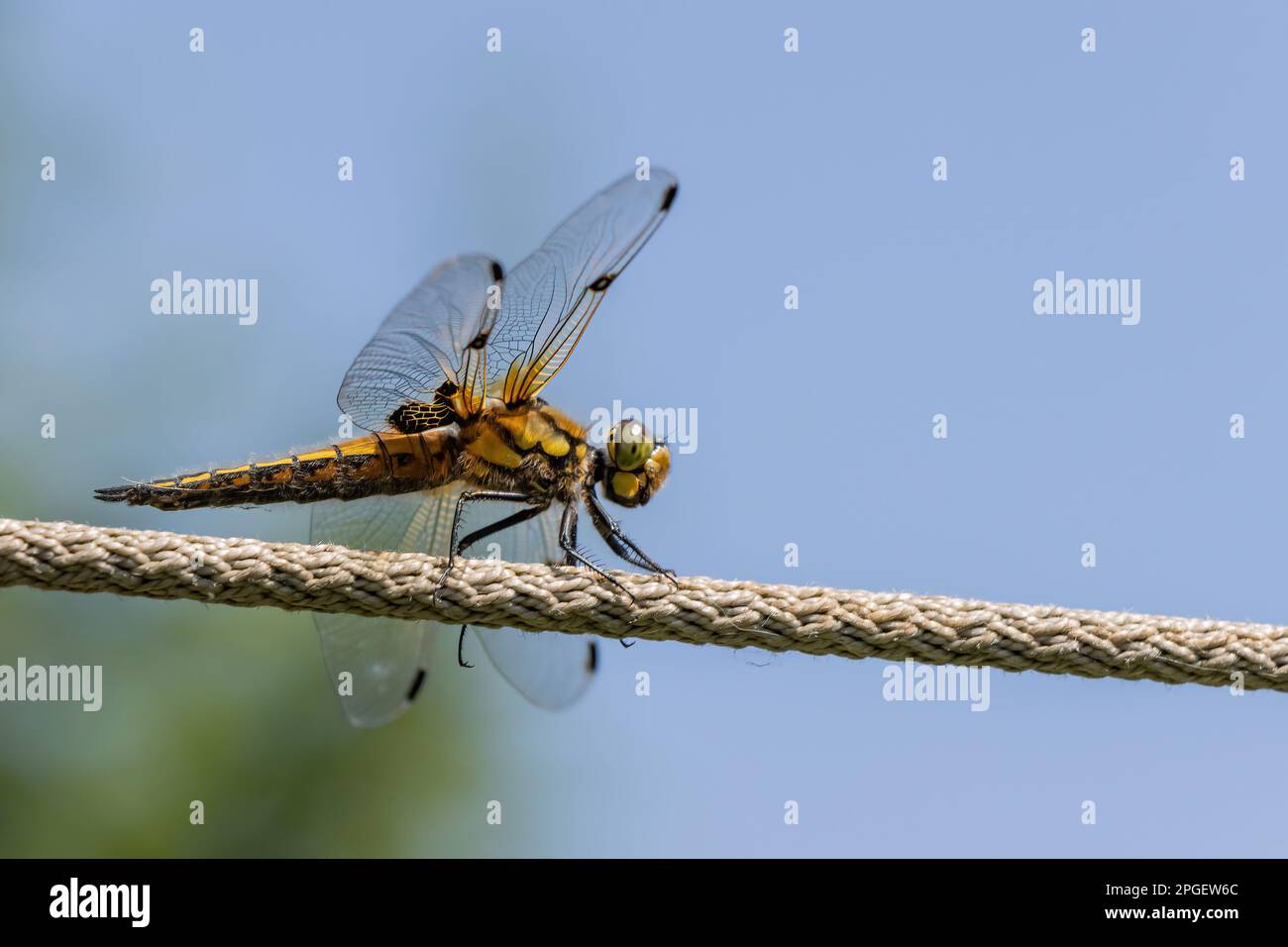 Dragonfly paws hi-res stock photography and images - Alamy