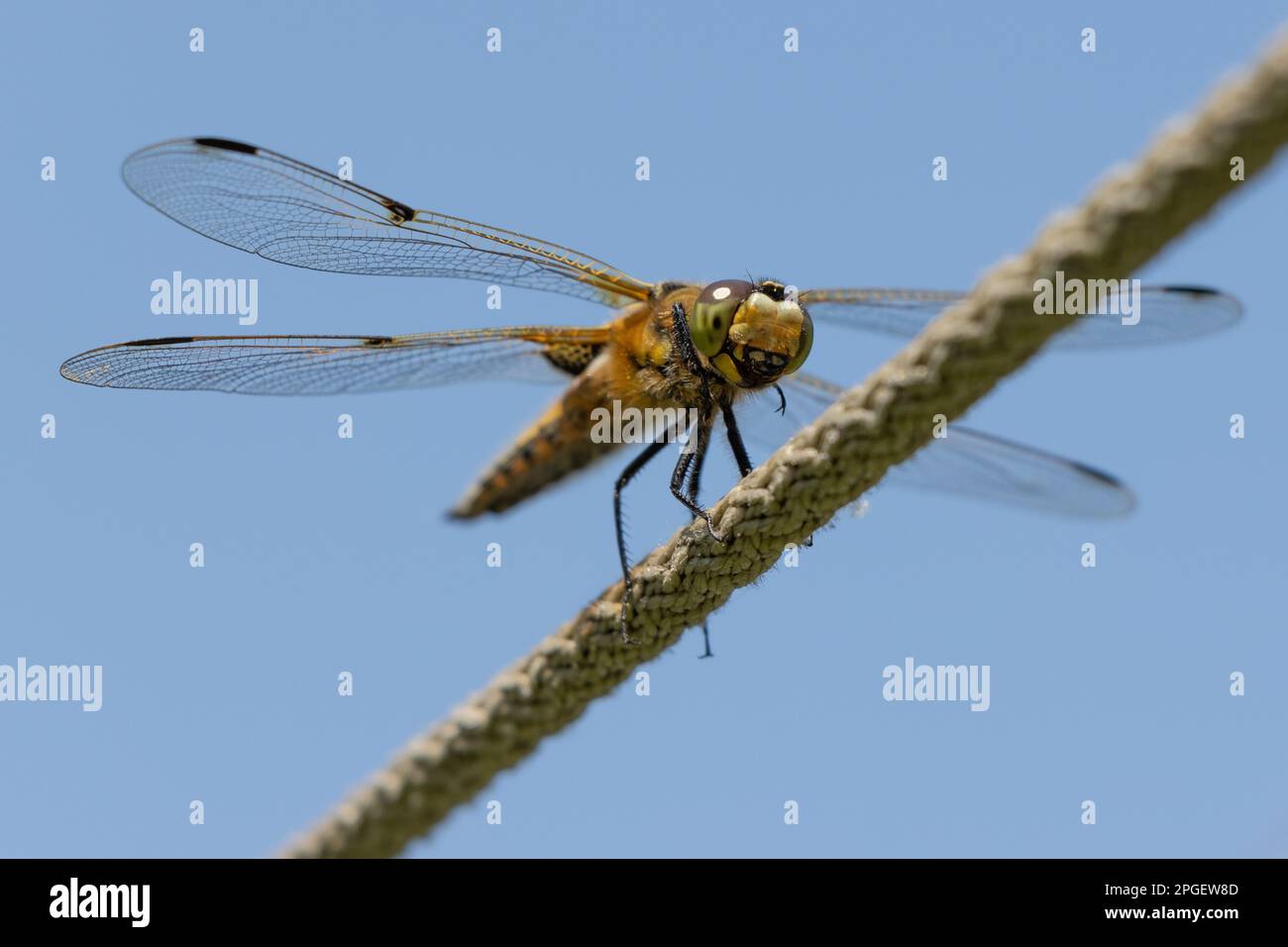 dragonfly sits on a rope, spreading its wings, close-up Stock Photo - Alamy