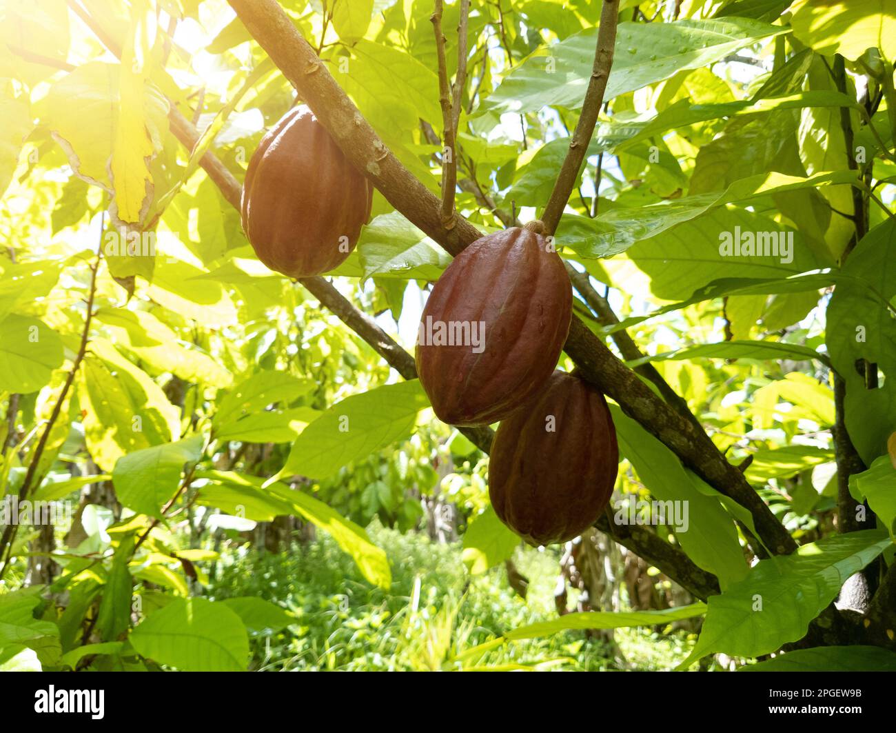 Cacao plantation farm in brazil hi-res stock photography and images - Alamy