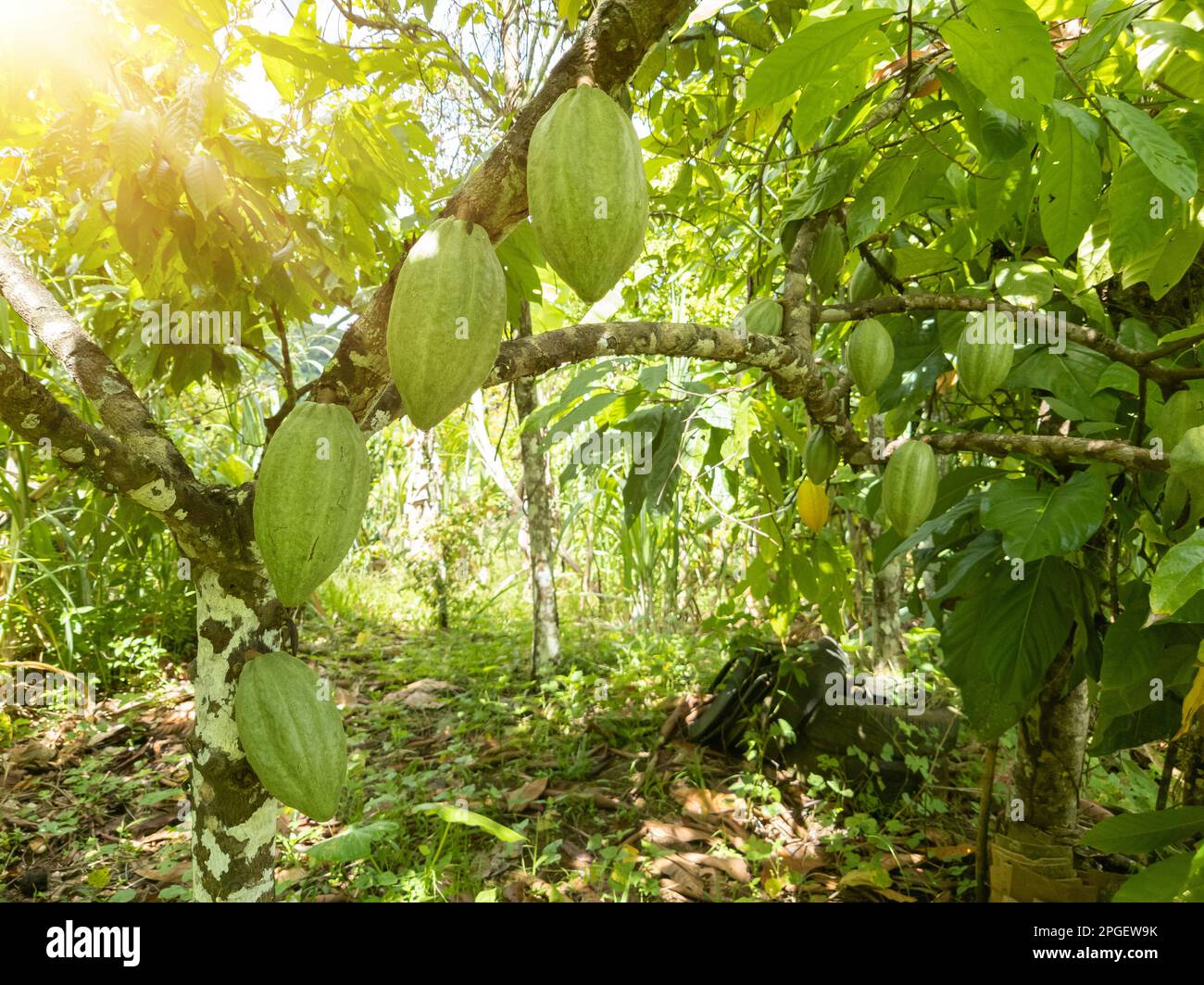 A view of a cacao plantation in southern Bahia Brazil Stock Photo - Alamy