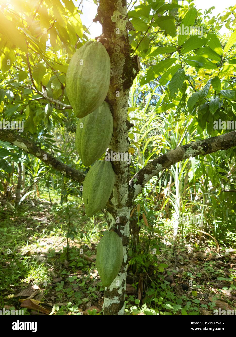 A view of a cacao plantation in southern Bahia Brazil Stock Photo - Alamy