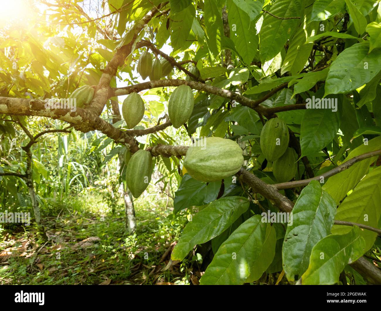A view of a cacao plantation in southern Bahia Brazil Stock Photo - Alamy