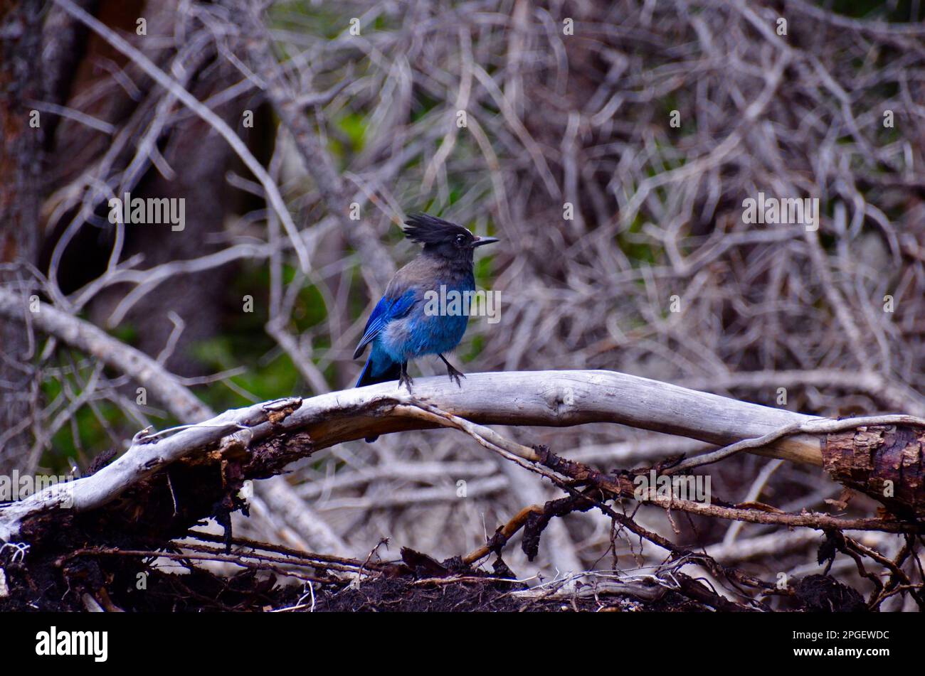 Steller's Jay shot in Vail, Colorado. Beautiful bird caught in its true ...