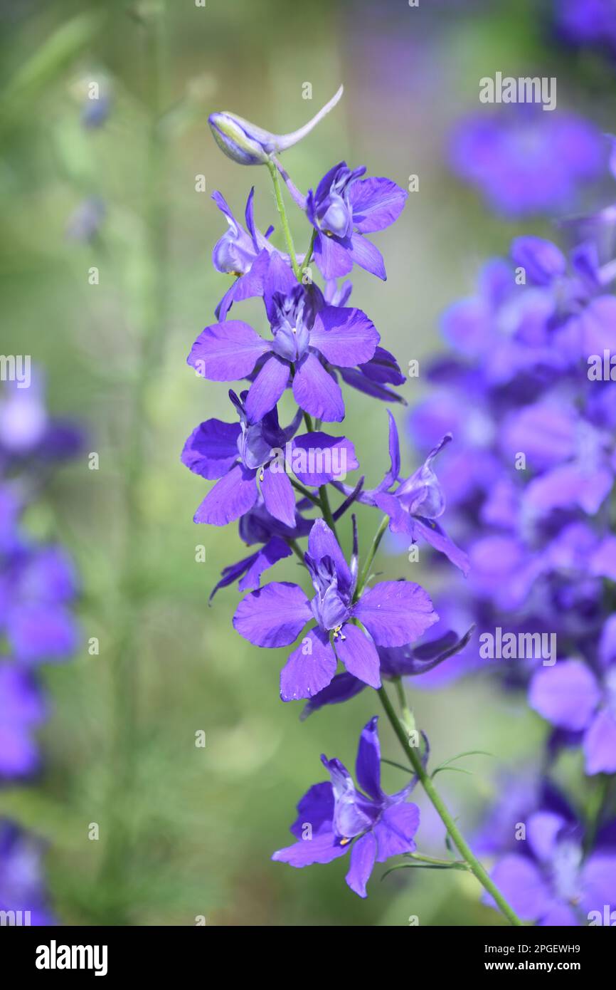 Purple blossoms of larkspur hi-res stock photography and images - Alamy