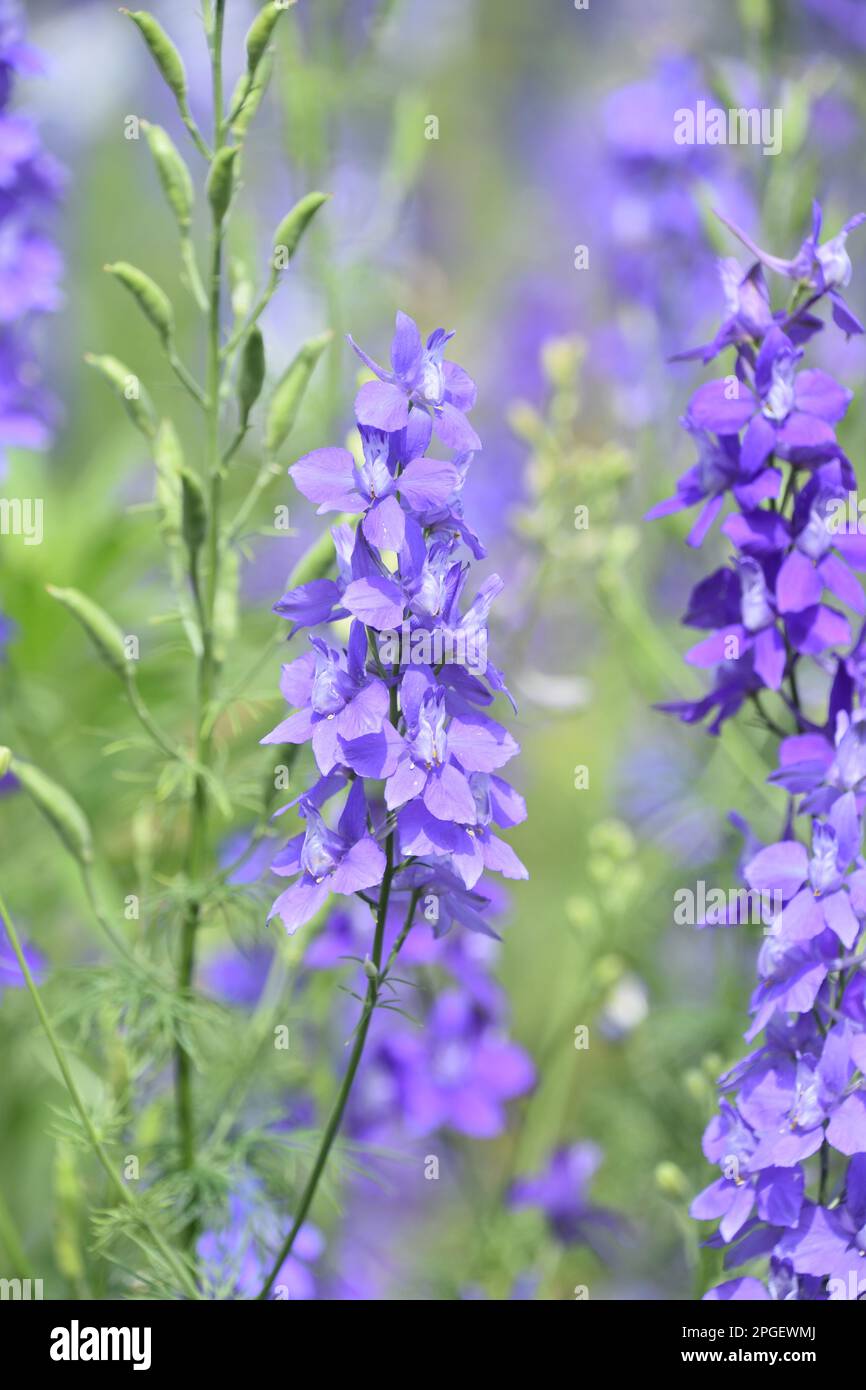 Perennial garden with blooming purple delphinium flowers and seed pods ...