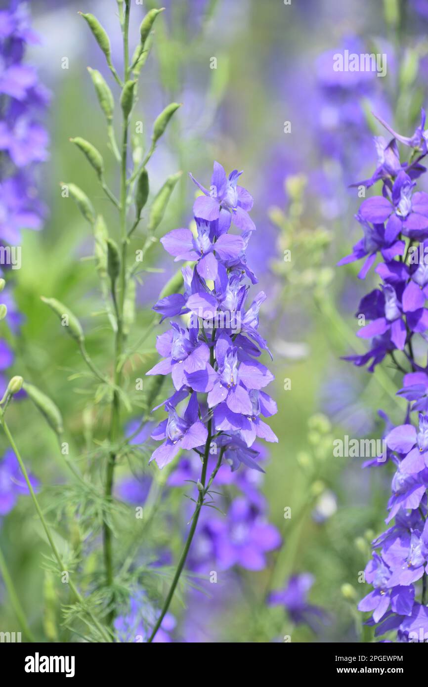 Purple blossoms of larkspur hi-res stock photography and images - Alamy