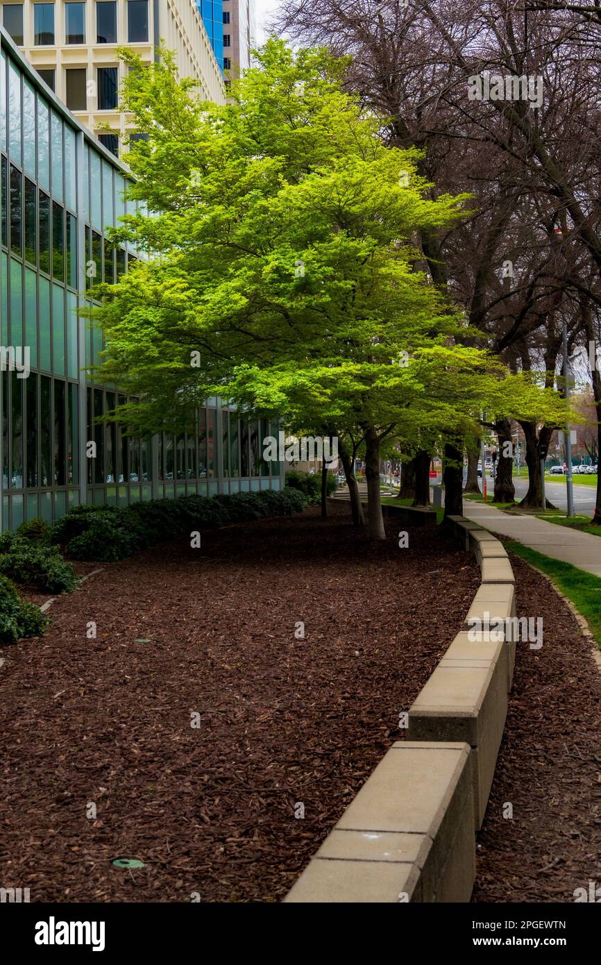 An urban landscape featuring a sidewalk lined with trees beside a tall ...