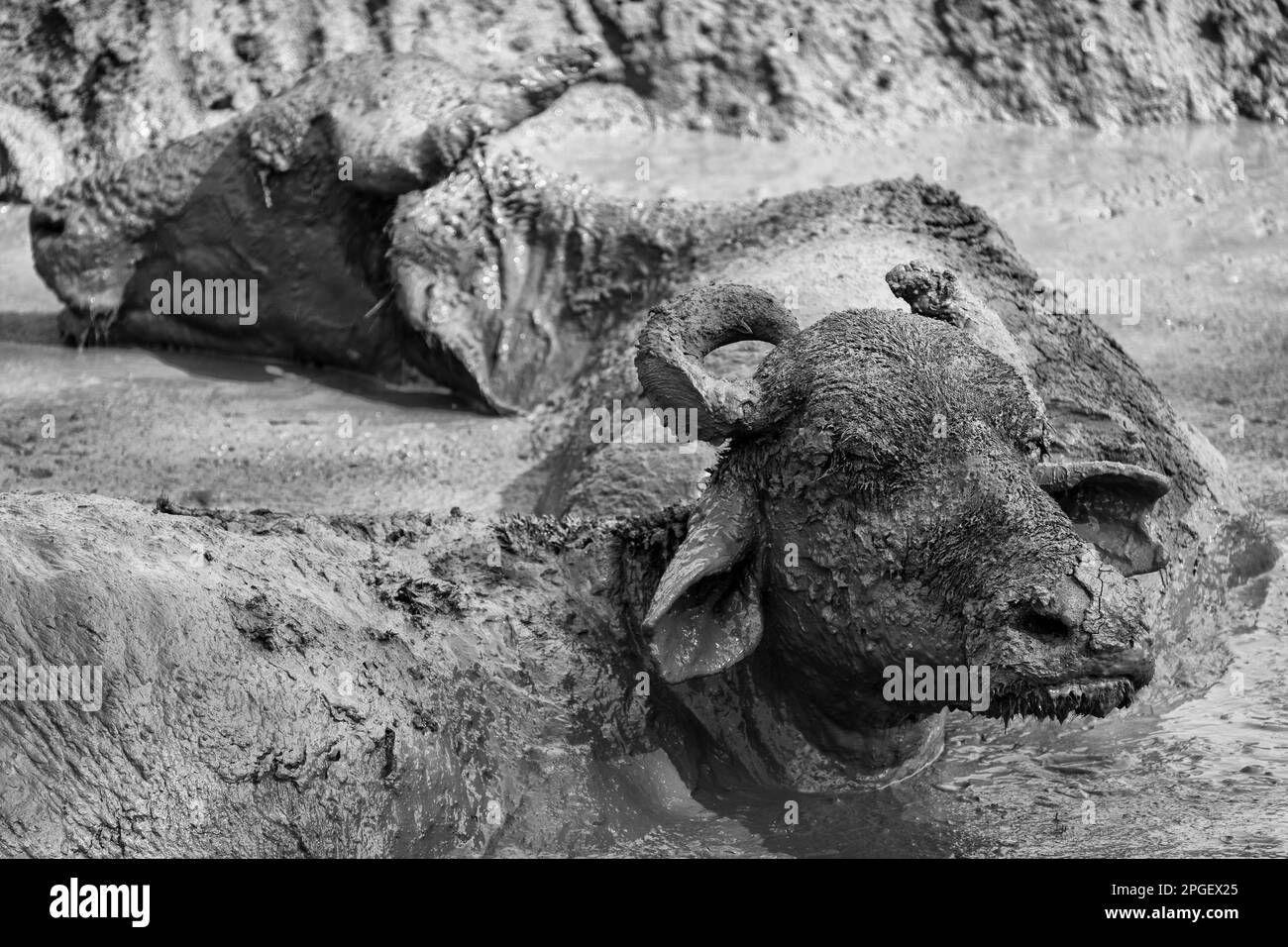 Buffalo wallow hi-res stock photography and images - Alamy