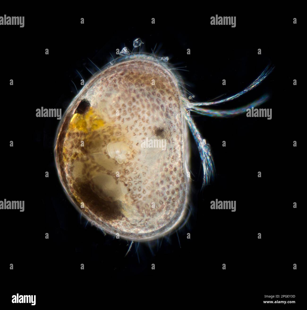 Freshwater shrimp uk hi-res stock photography and images - Alamy