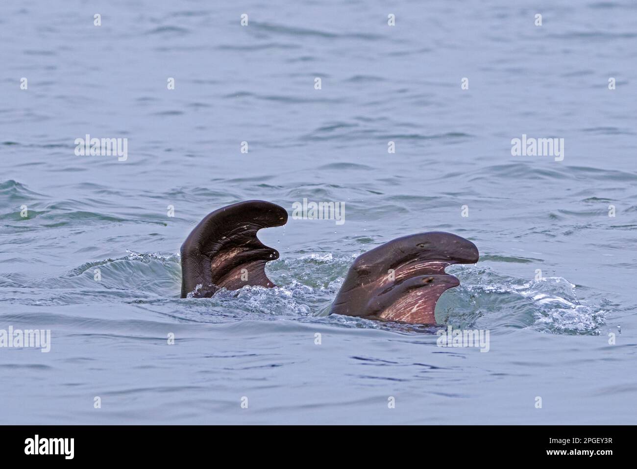 Walrus (Odobenus rosmarus) exposing flippers before diving backwards ...