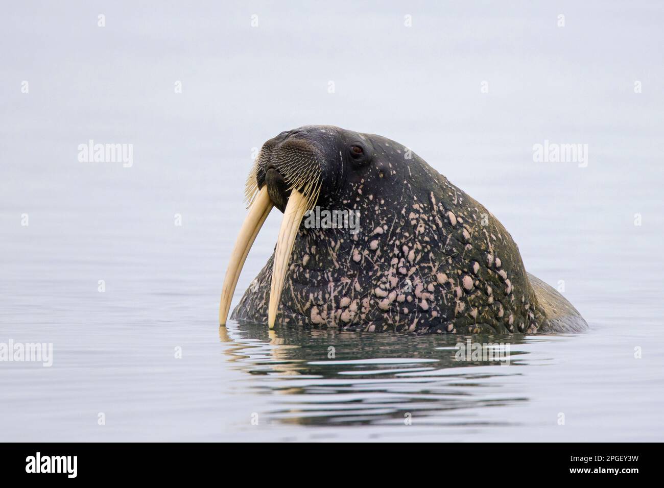 Walrus (Odobenus rosmarus) male / bull with large tusks swimming in the ...