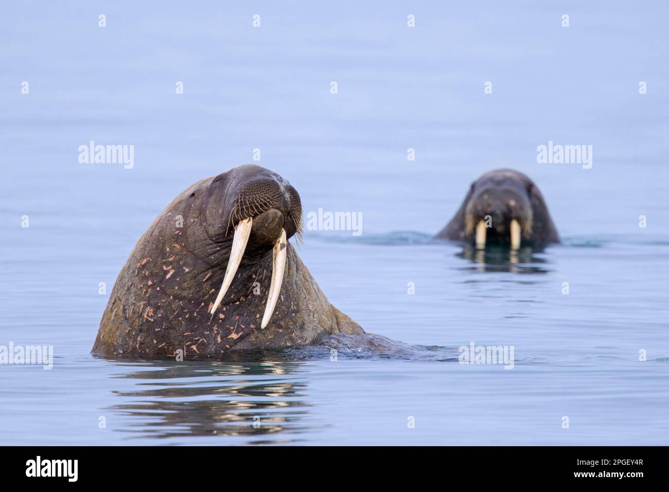Two male walruses (Odobenus rosmarus), bulls swimming in the Arctic ...