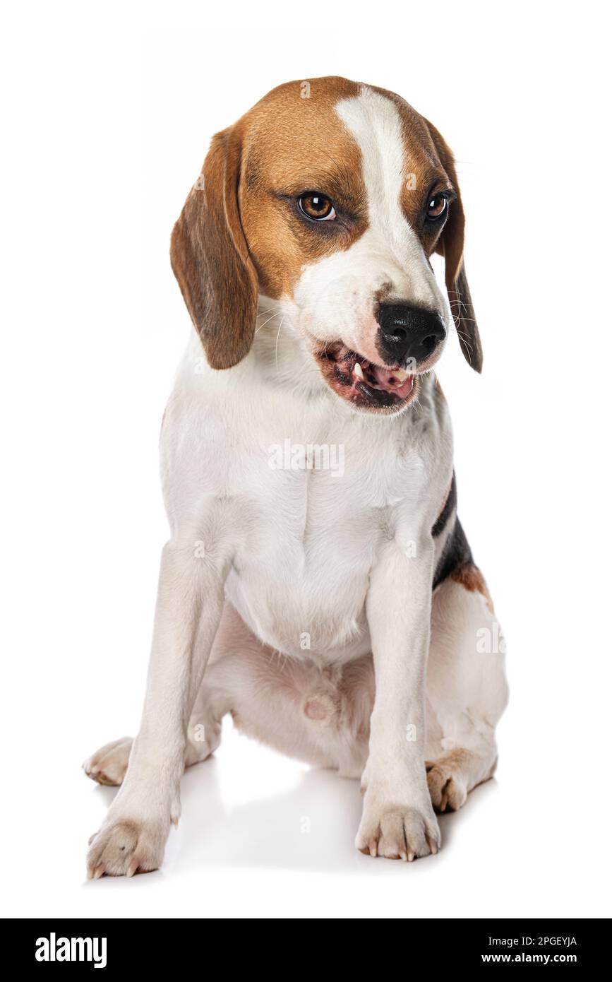 Beagle dog sitting isolated on white background Stock Photo - Alamy