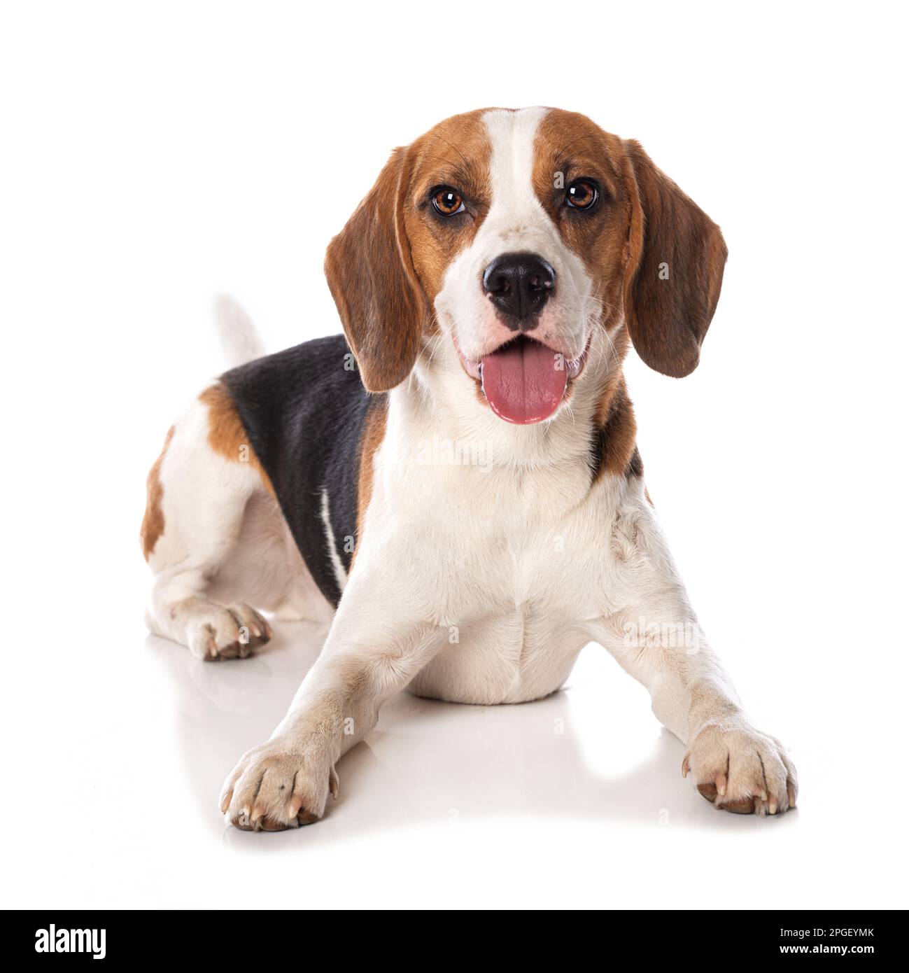Beagle dog lying isolated on white background Stock Photo - Alamy
