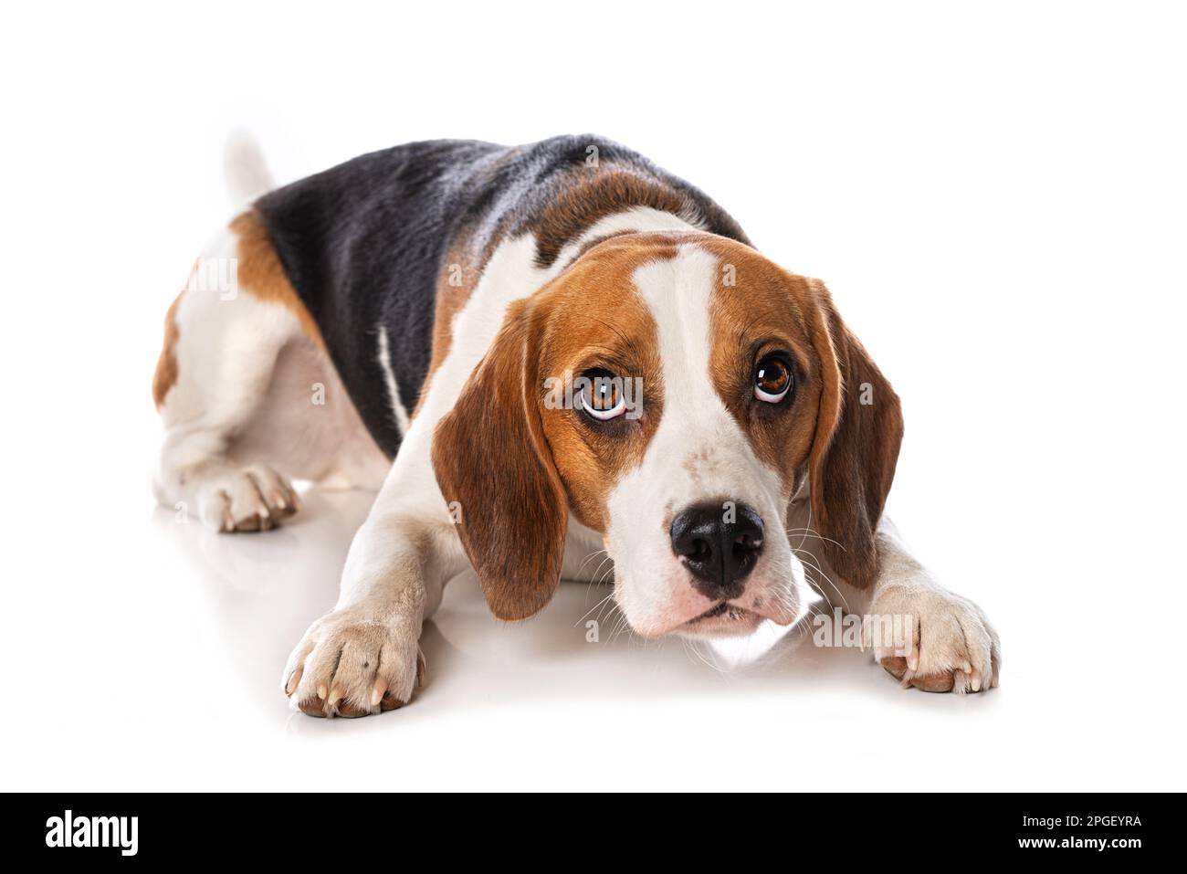 Beagle dog lying isolated on white background Stock Photo - Alamy