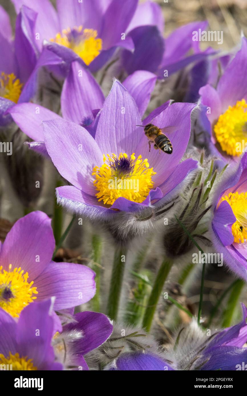 Pasque flower honey bee pollination flower spring hi-res stock ...
