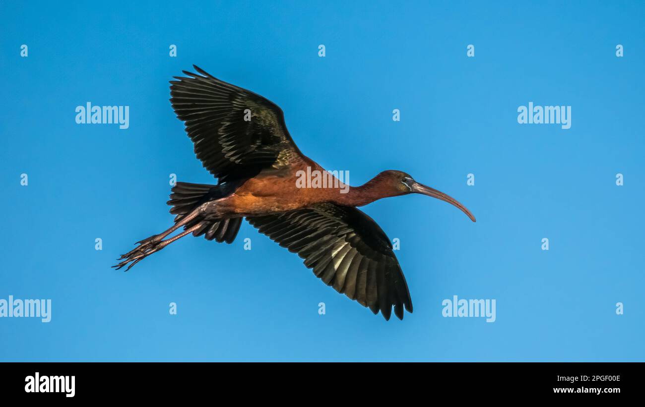 Glossy Ibis In Flight
