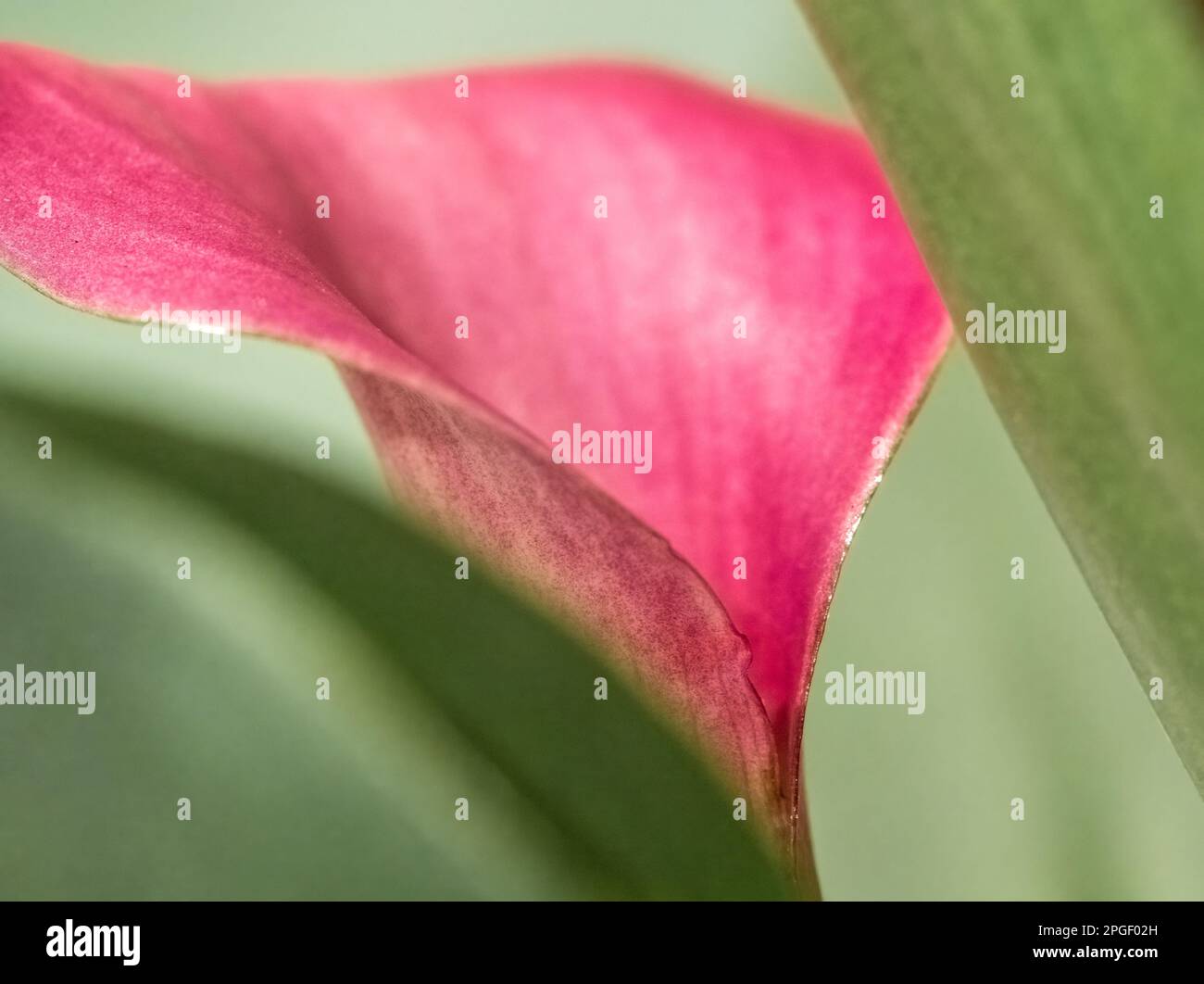 Close up of a pink calla lily (Zantedeschia aethiopica) also known as a ...
