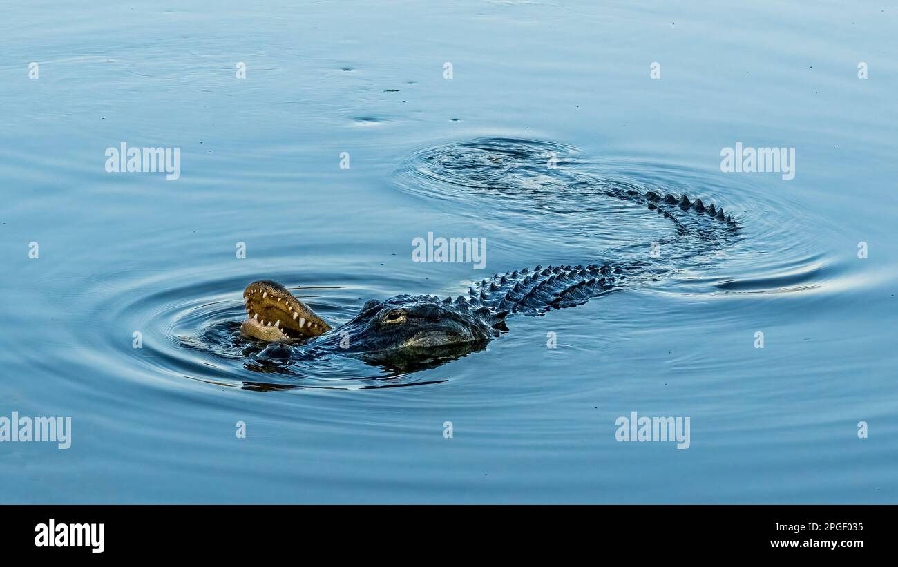 Alligators hi-res stock photography and images - Alamy