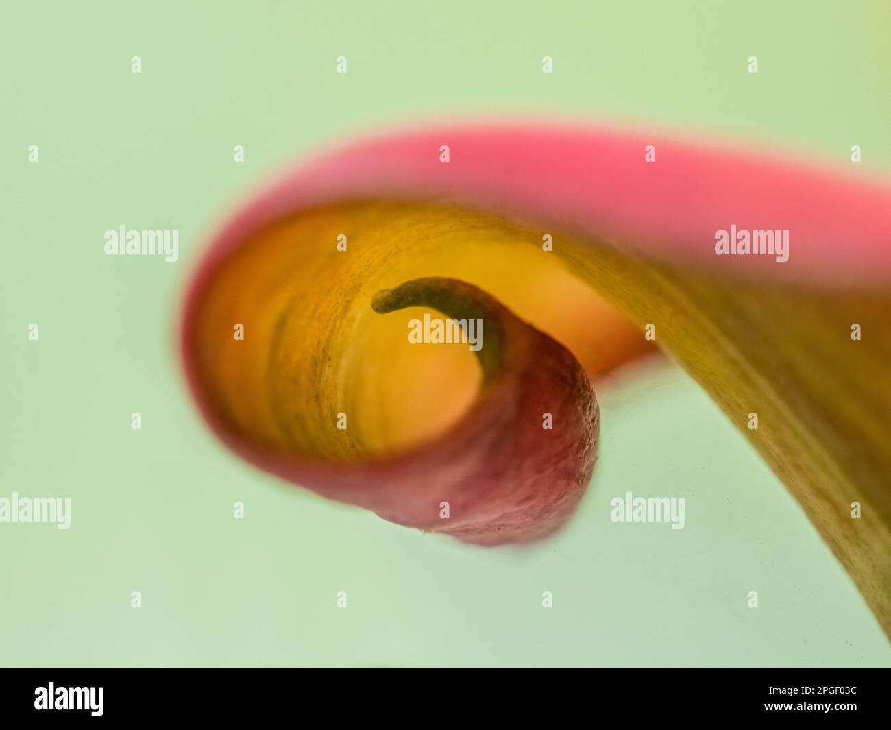 Close up of a pink calla lily (Zantedeschia aethiopica) also known as a ...