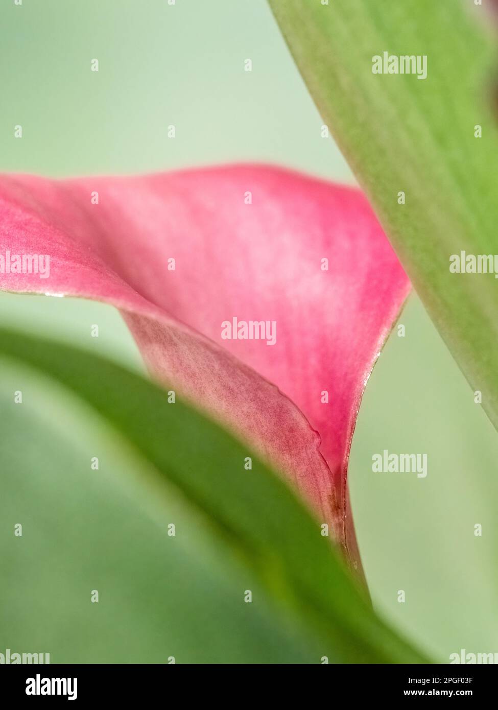 Close up of a pink calla lily (Zantedeschia aethiopica) also known as a ...