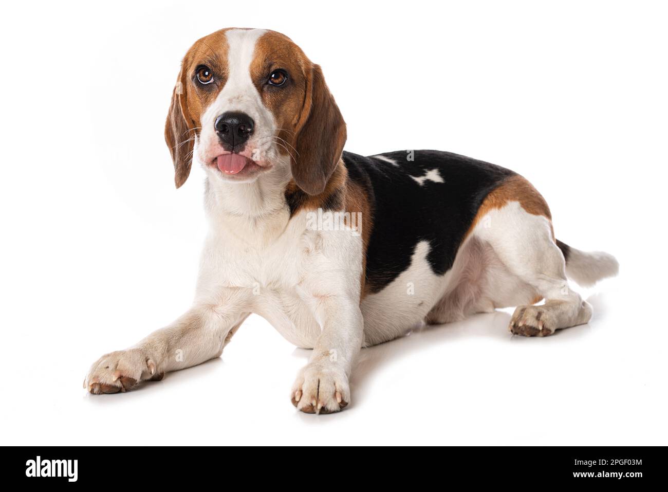 Beagle dog lying isolated on white background Stock Photo - Alamy