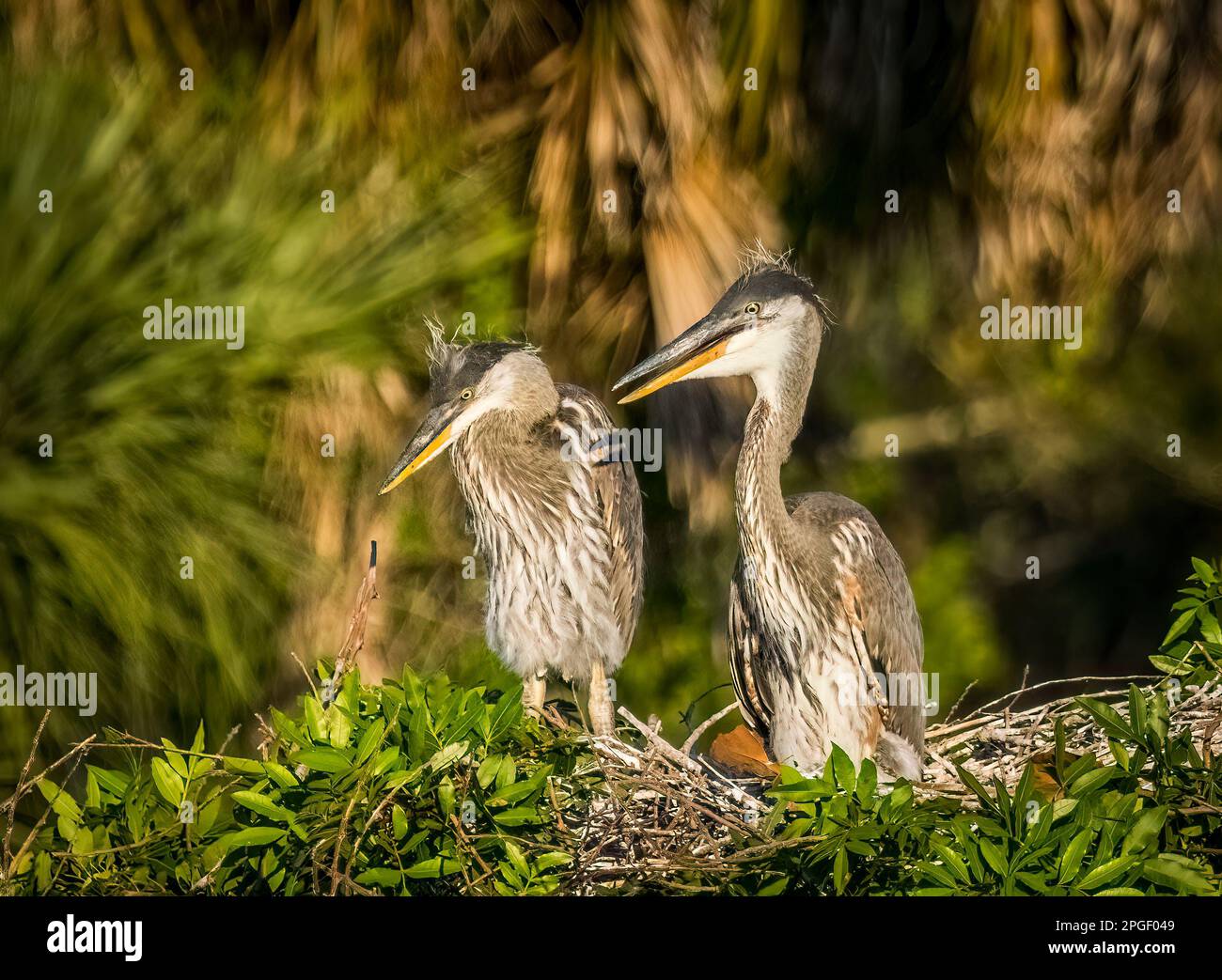 Herons florida usa hi-res stock photography and images - Alamy