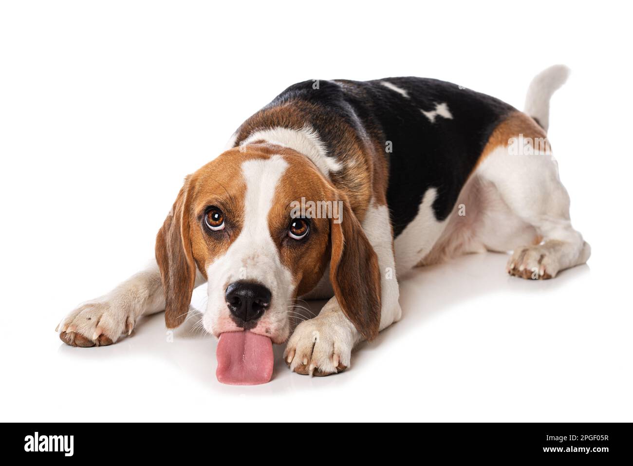 Beagle dog lying isolated on white background Stock Photo - Alamy