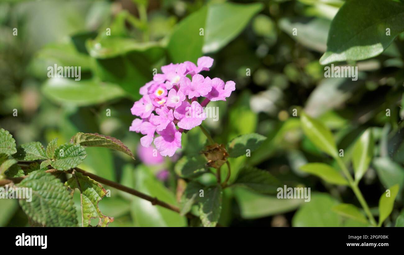 Flowers of Lantana montevidensis also known as Purple lantana, Wild ...
