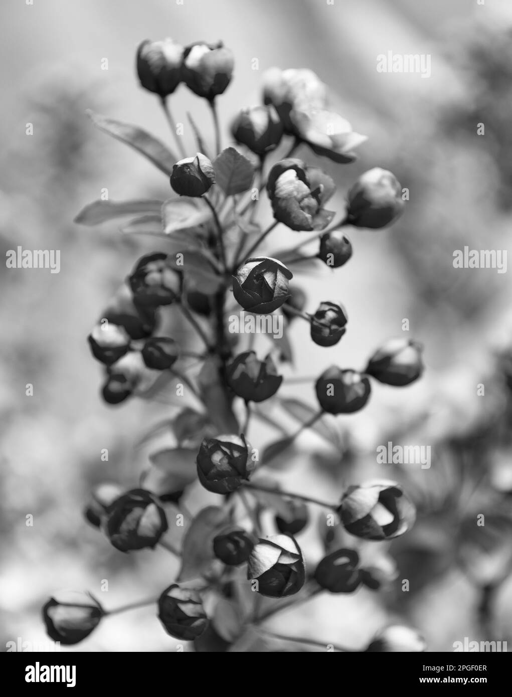 Branch apricot tree pink Black and White Stock Photos & Images - Alamy