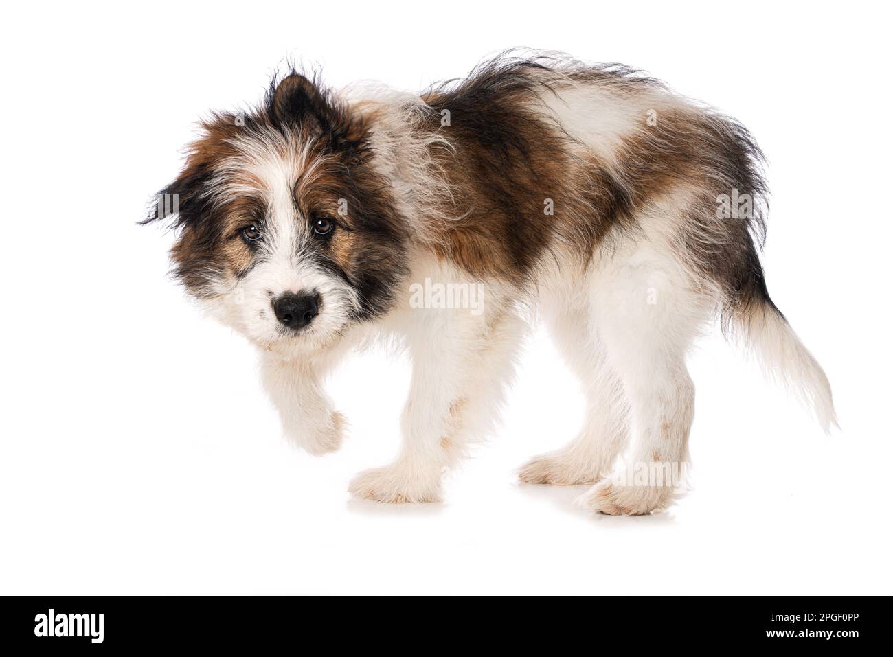 Elo puppy standing isolated on white background Stock Photo - Alamy