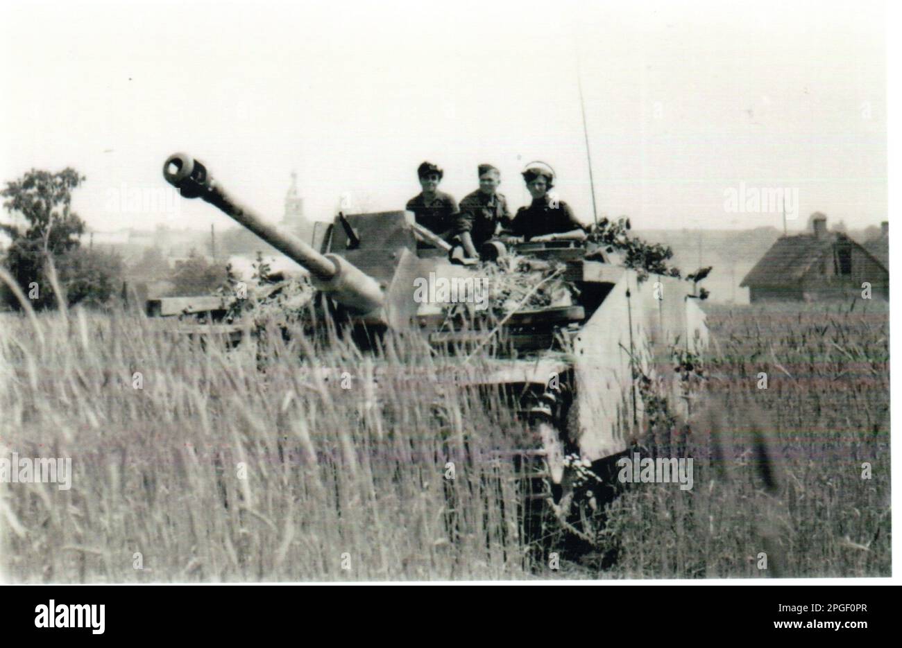 World War Two B&W photo German Sturmgeschuetz in a Maize field in 1944 ...