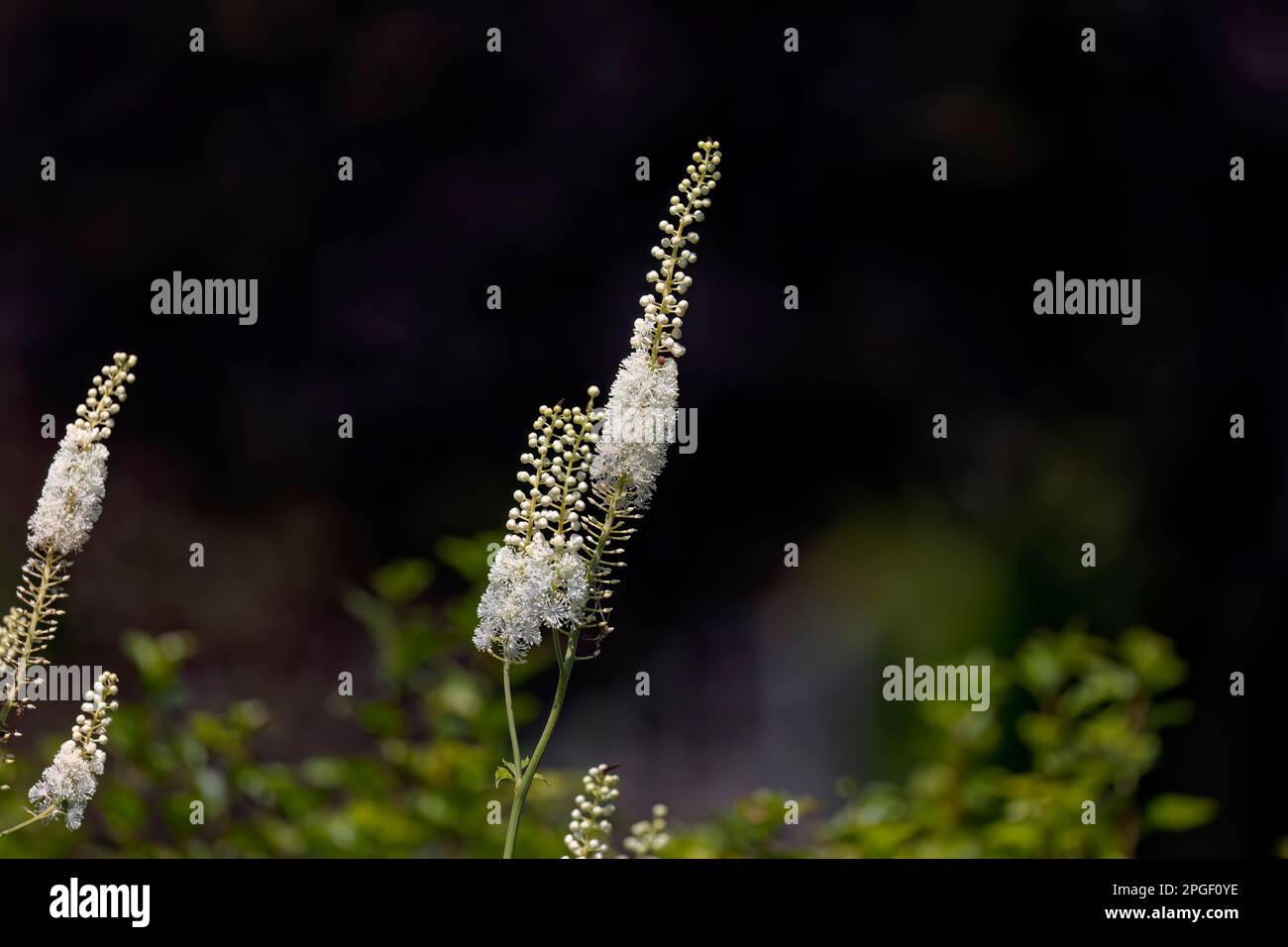 Black snakeroot (Actaea racemosa) known as the black cohosh, black ...